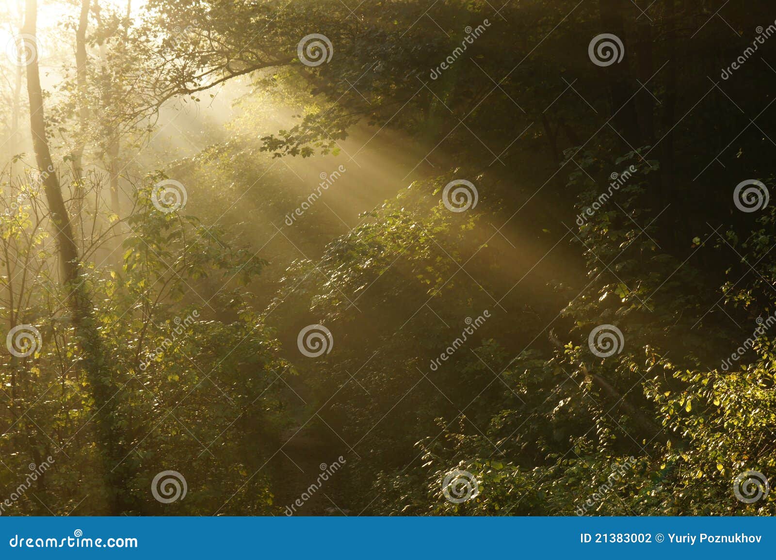 Strong Sun Rays through Tall Stock Photo - Image of adventure, road ...