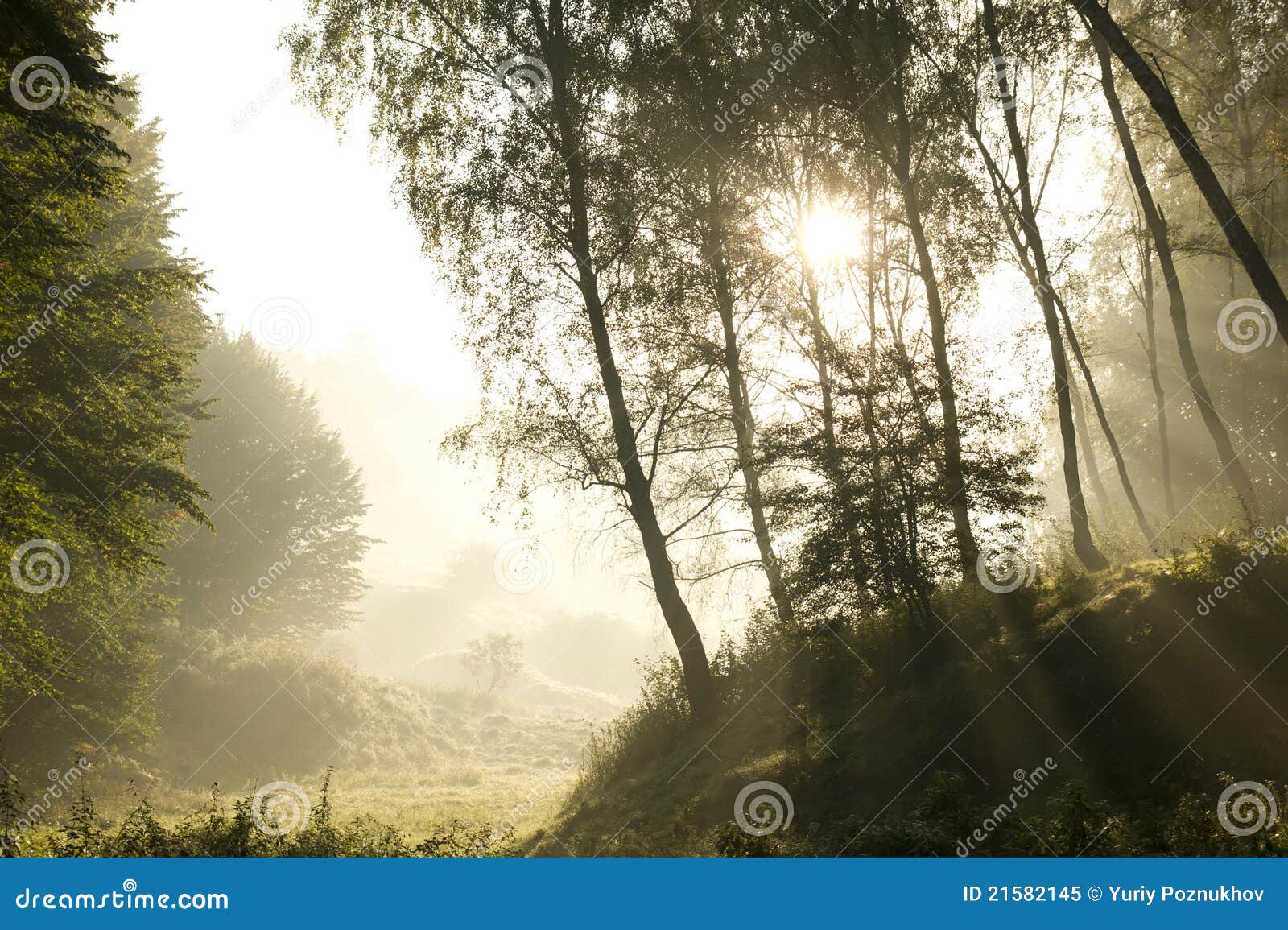 Strong Sun Rays through Tall Branches Stock Image - Image of bright ...