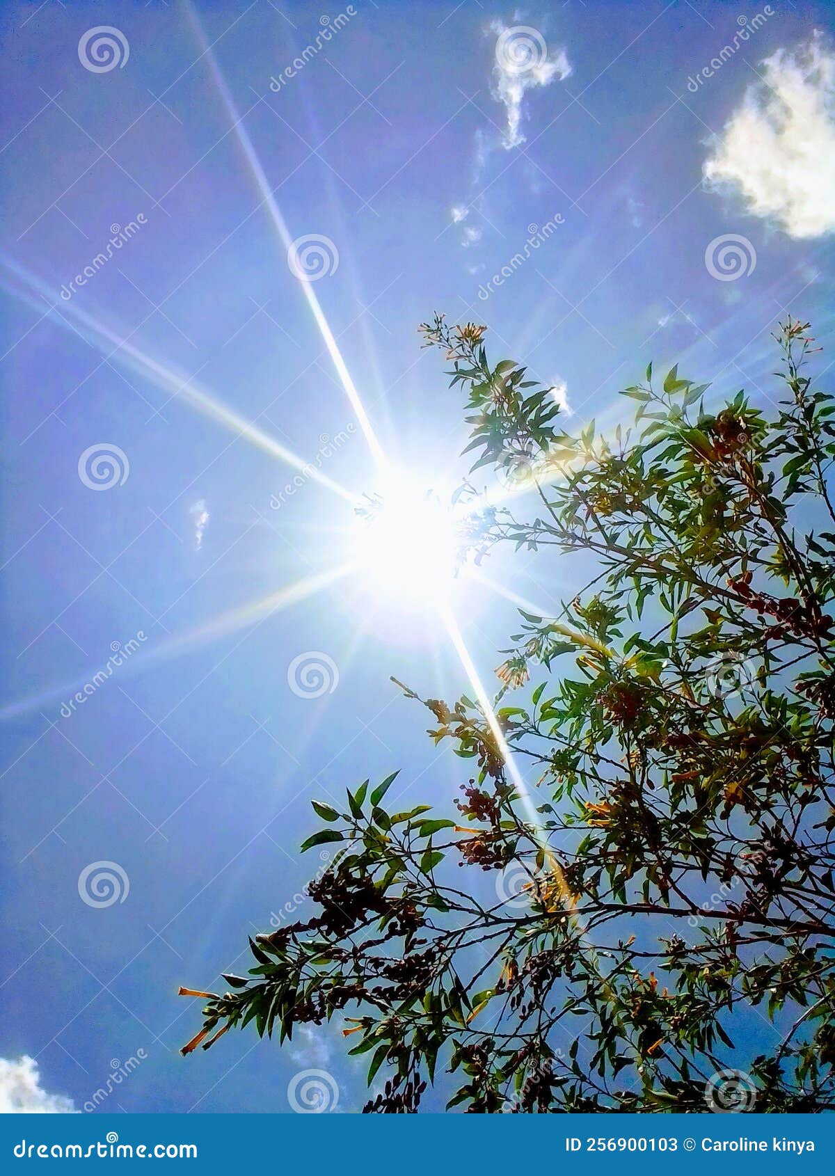 Strong Sun Rays through Tree Branches. Stock Image - Image of tree ...