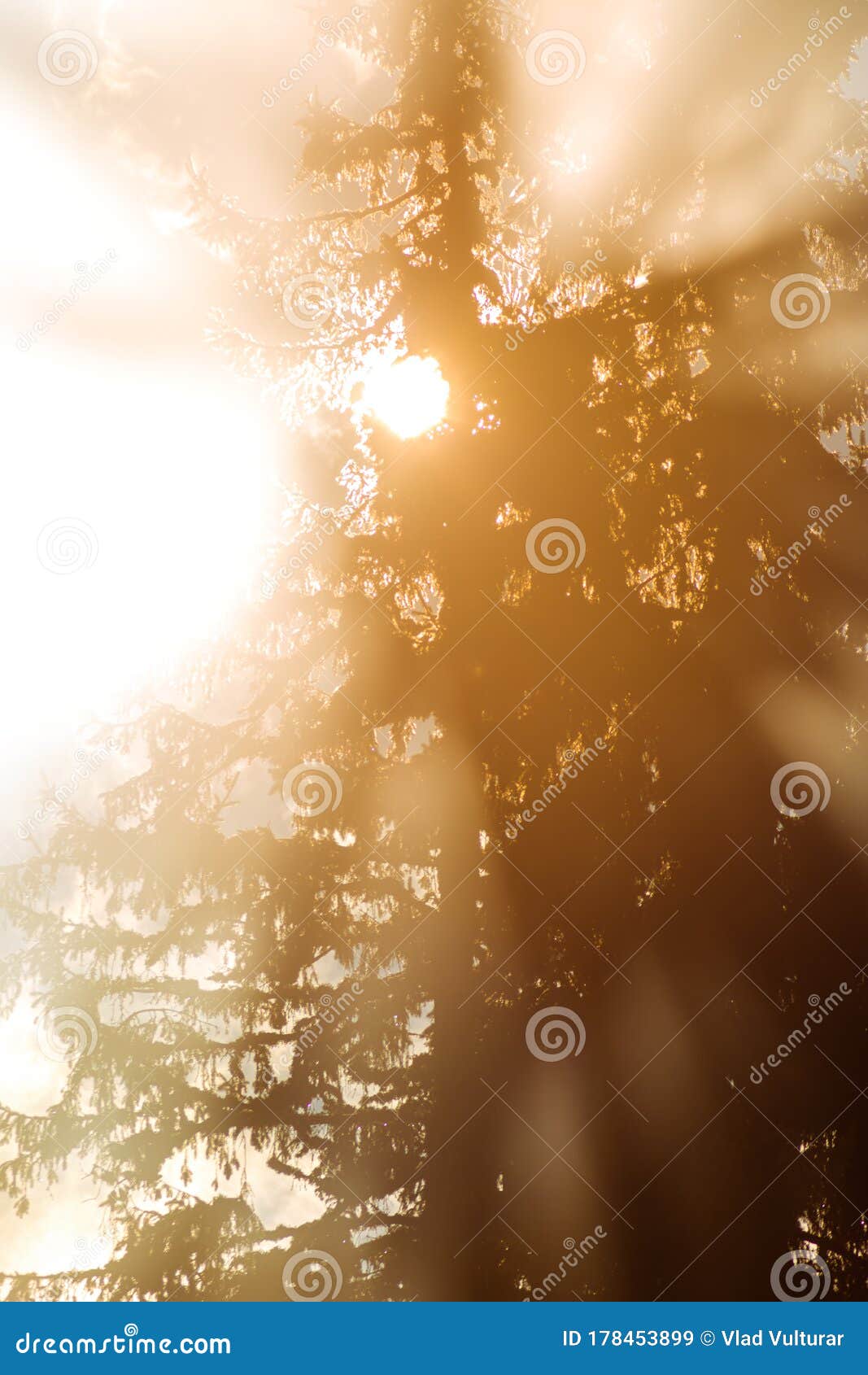Strong Sun Shinning through the Branches Stock Image - Image of nature ...