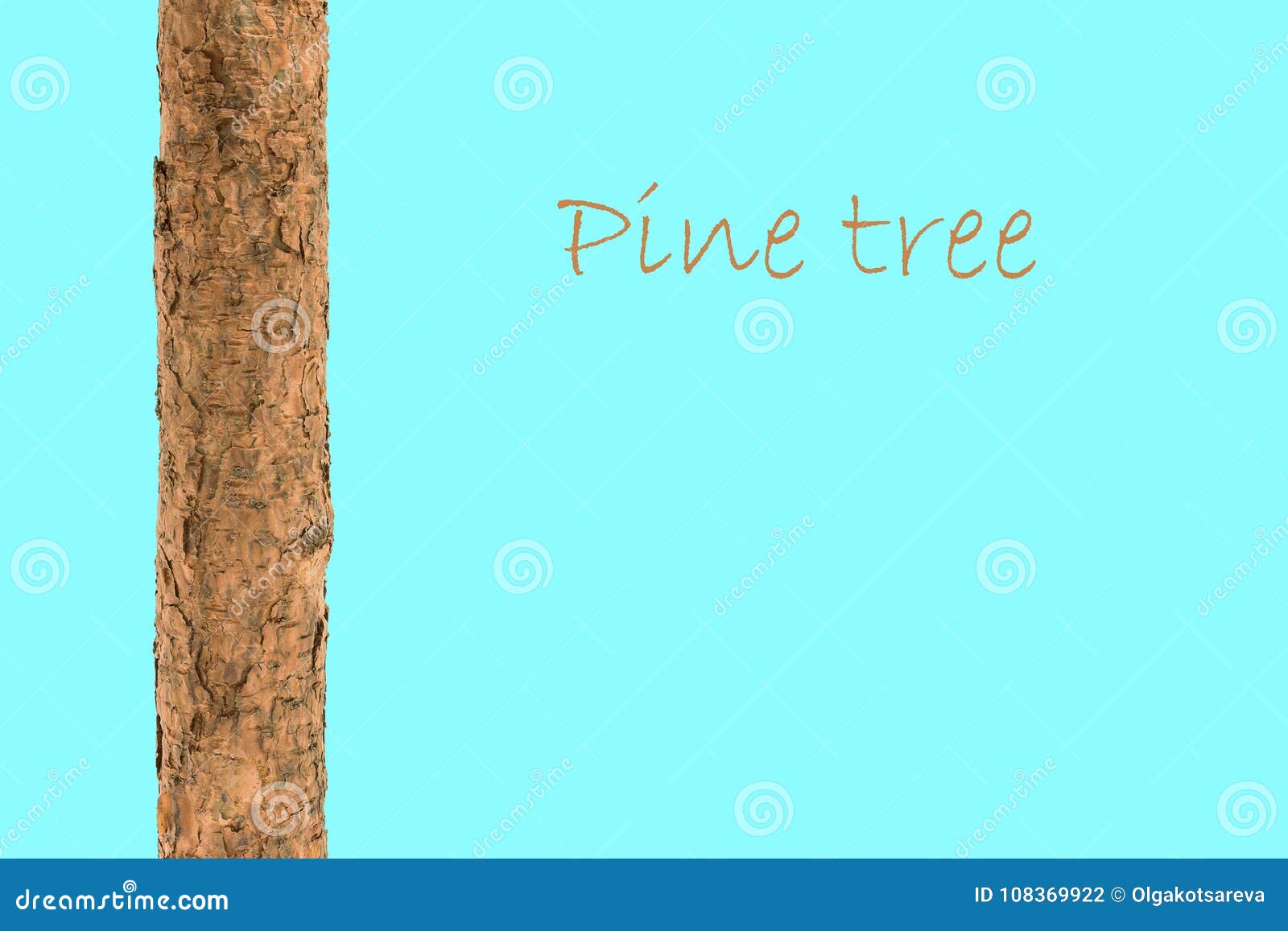 Strong Thin Trunk of Pine Tree Isolated on Blue Background Stock Photo ...
