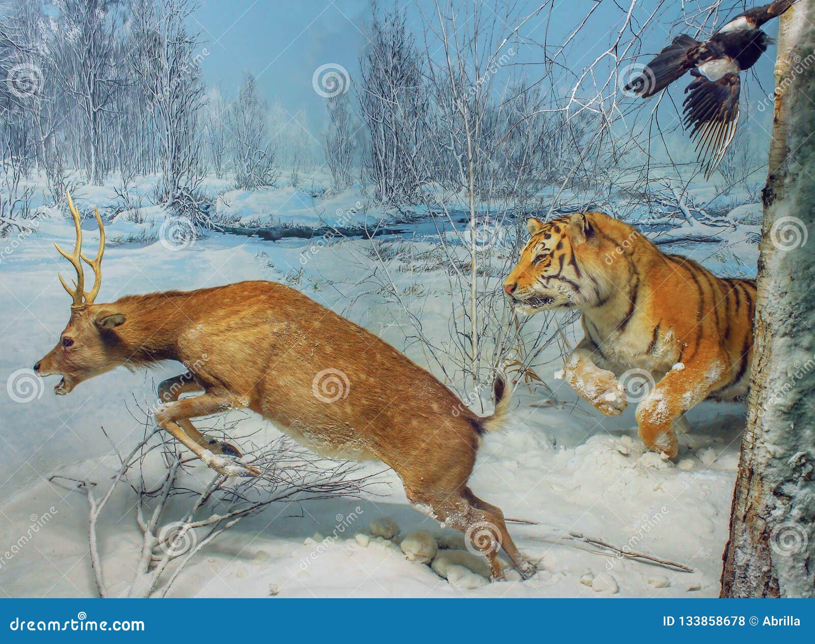 Tiger Attack Deer