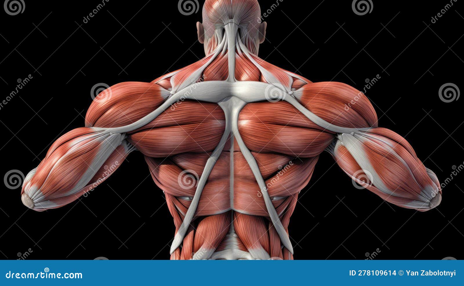 Strong Trapezius Muscles during a Shrug. Generative AI Stock Photo ...