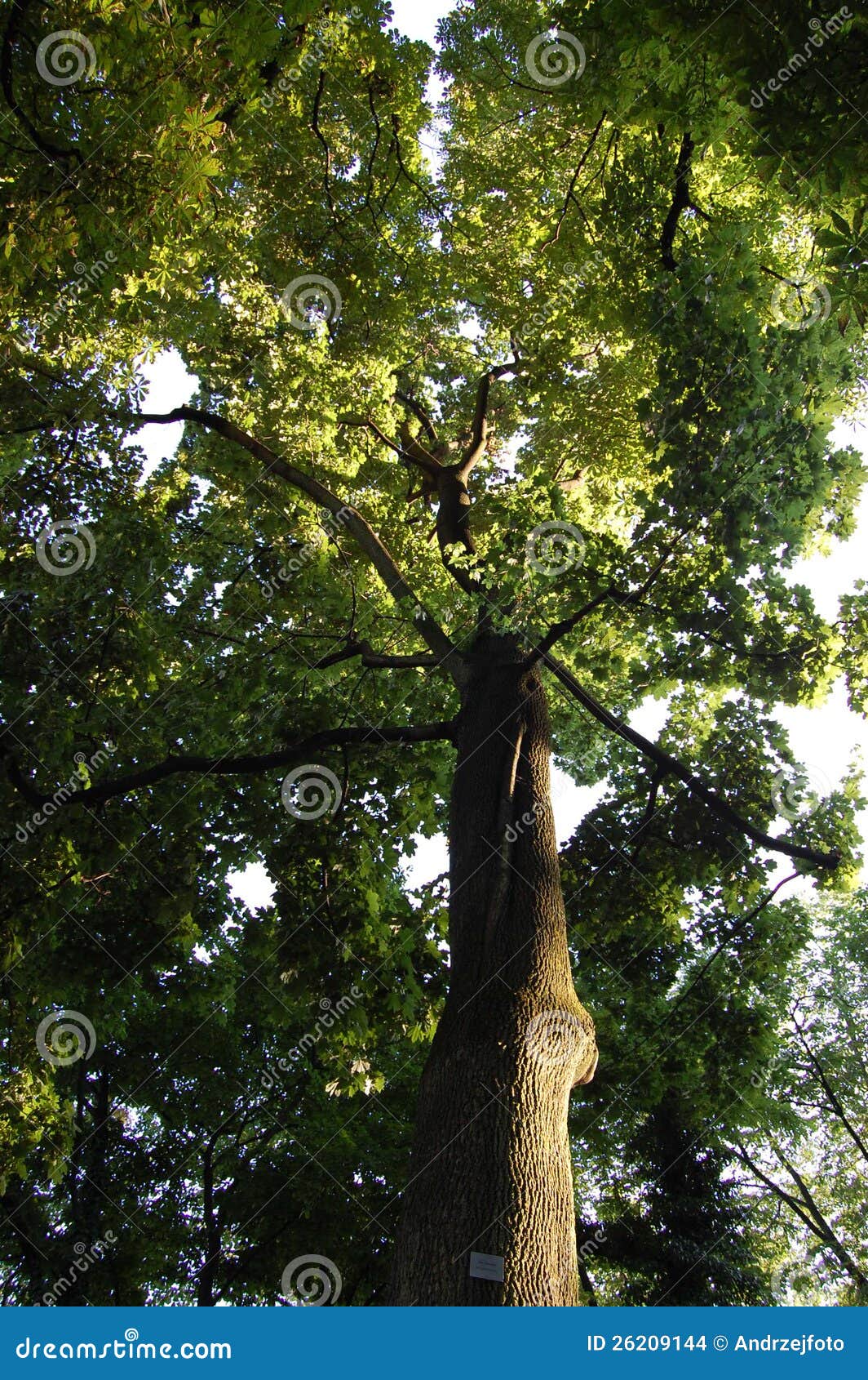 Strong tree stock photo. Image of green, lush, collection - 26209144