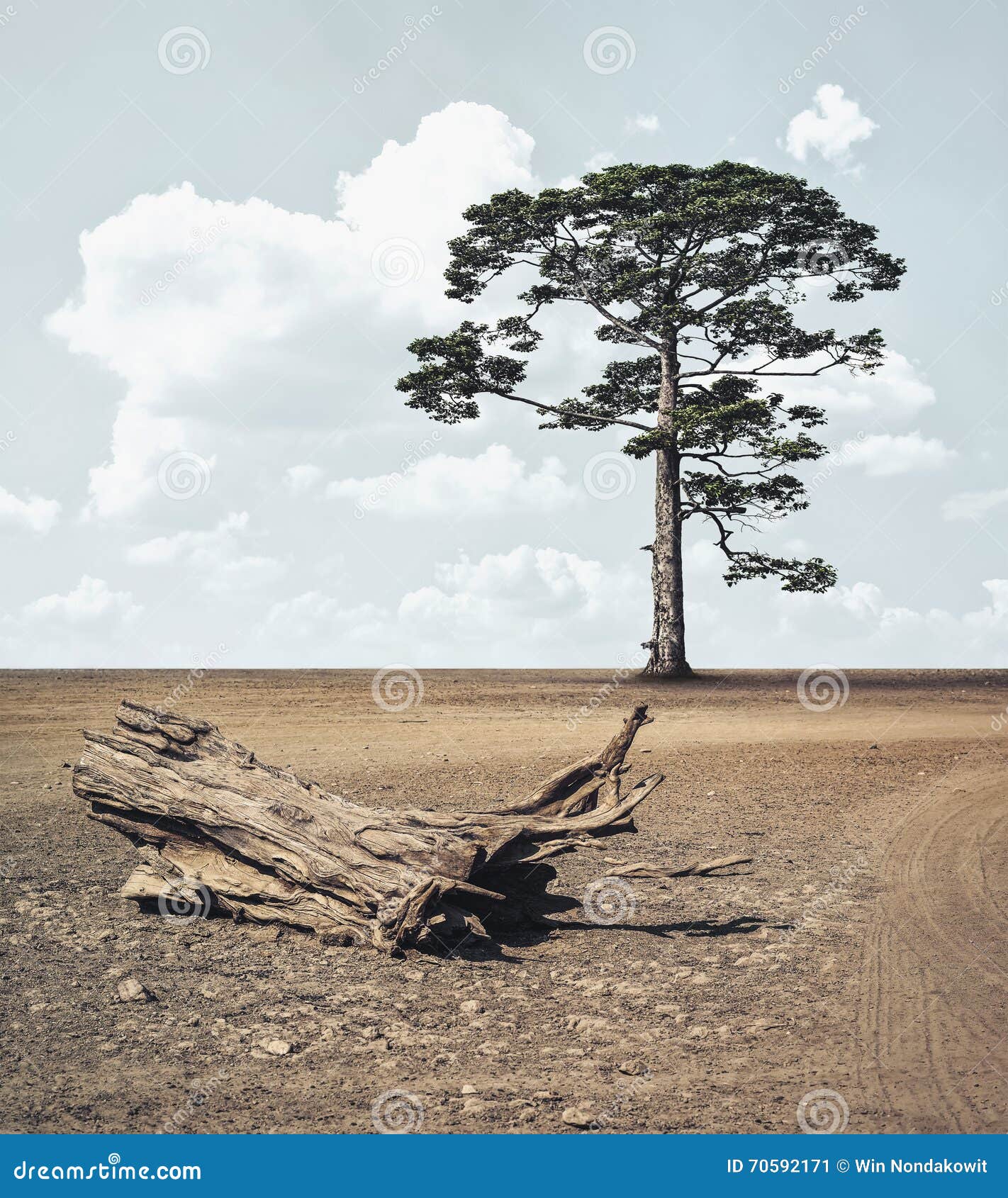 Strong tree stock image. Image of environment, desert - 70592171