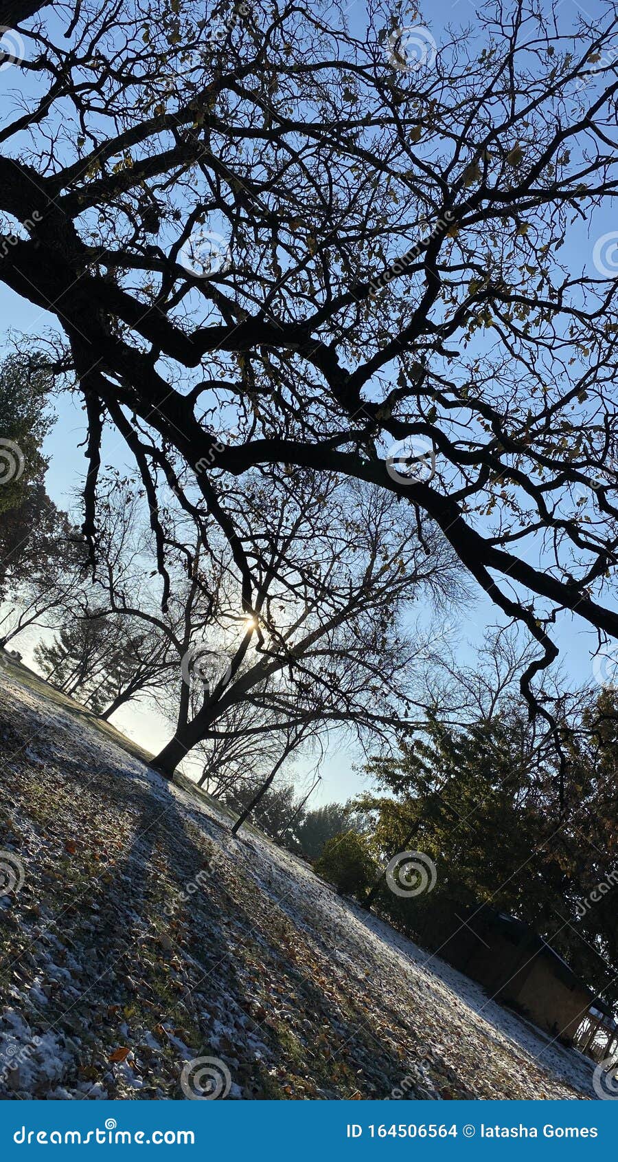 Strong tree stock photo. Image of treee, strong, branches - 164506564