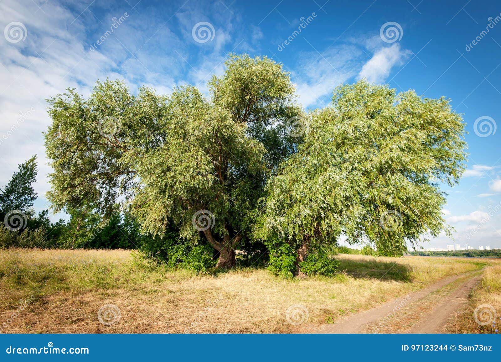 Strong Tree Royalty-Free Stock Photography | CartoonDealer.com #70592171