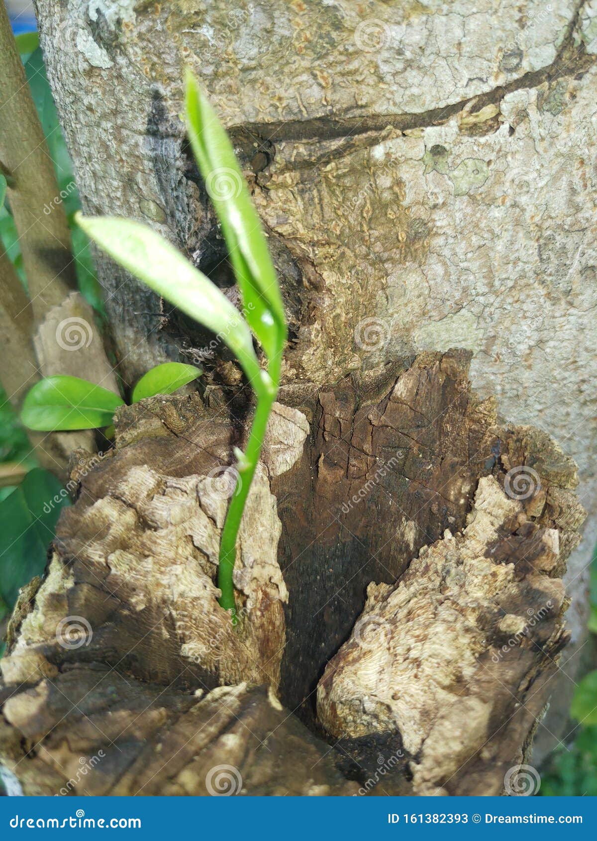 Strong tree growing stock image. Image of strong, nature - 161382393