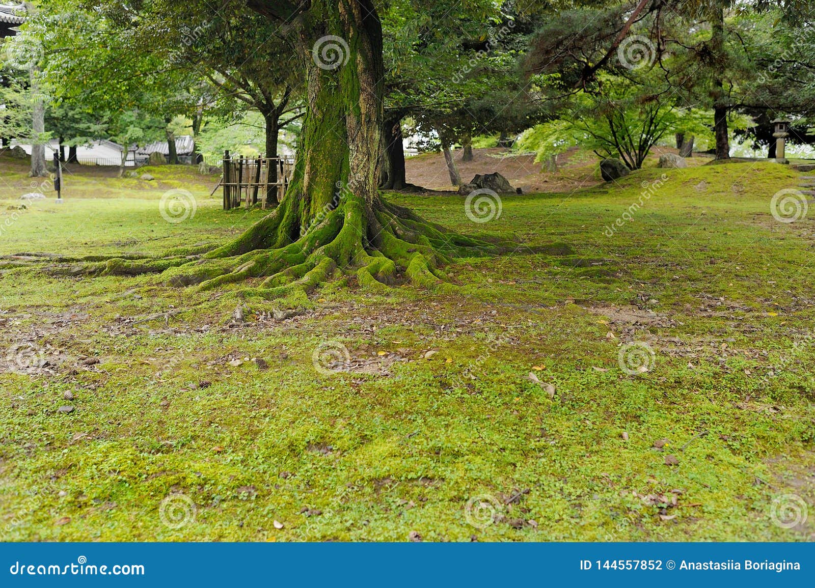 Strong Tree Roots in the Ground in a Green Forest. Stock Photo - Image ...