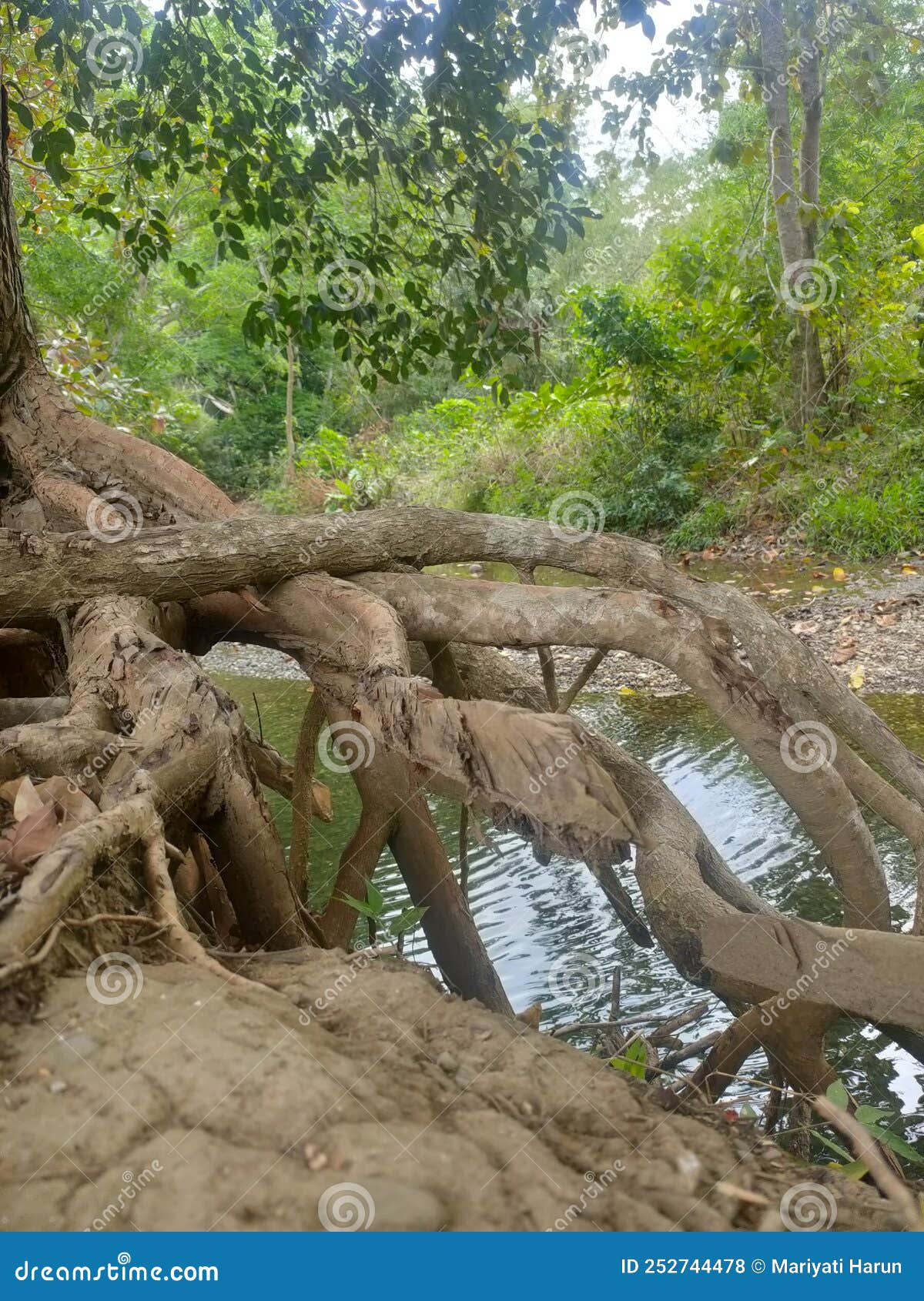 Strong Tree Roots by the River Stock Photo - Image of roots, strong ...