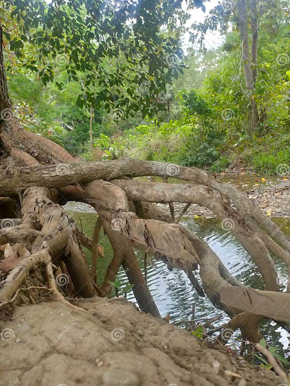 Strong Tree Roots by the River Stock Photo - Image of roots, strong ...