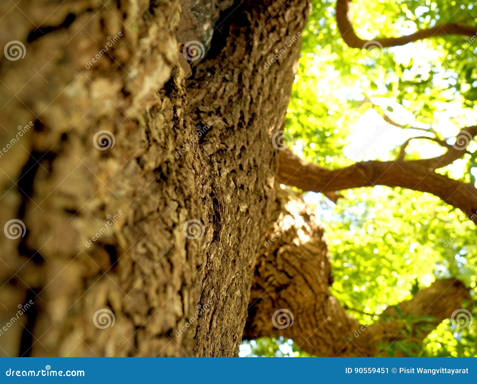 The Strong Tree with Sun Shine Stock Image - Image of grown, beautiful ...