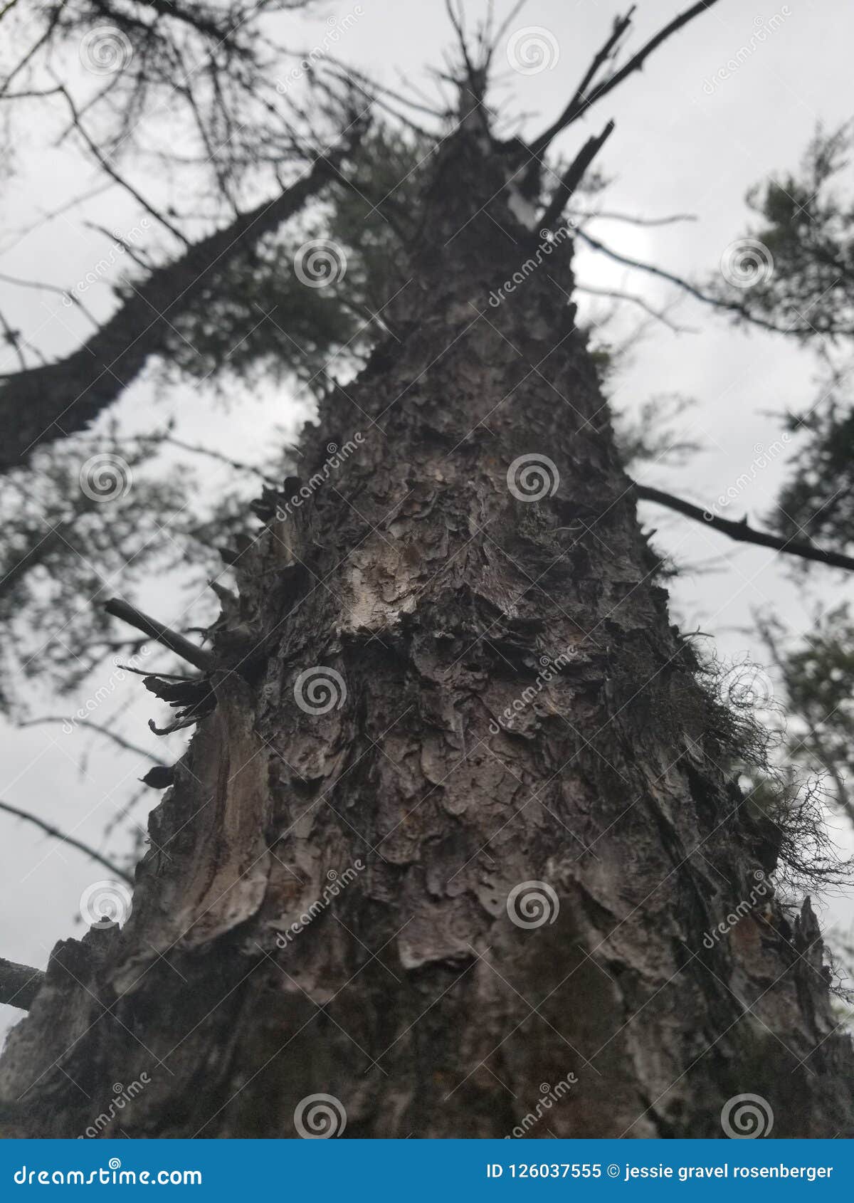 Strong tree stock image. Image of tall, strong, view - 126037555