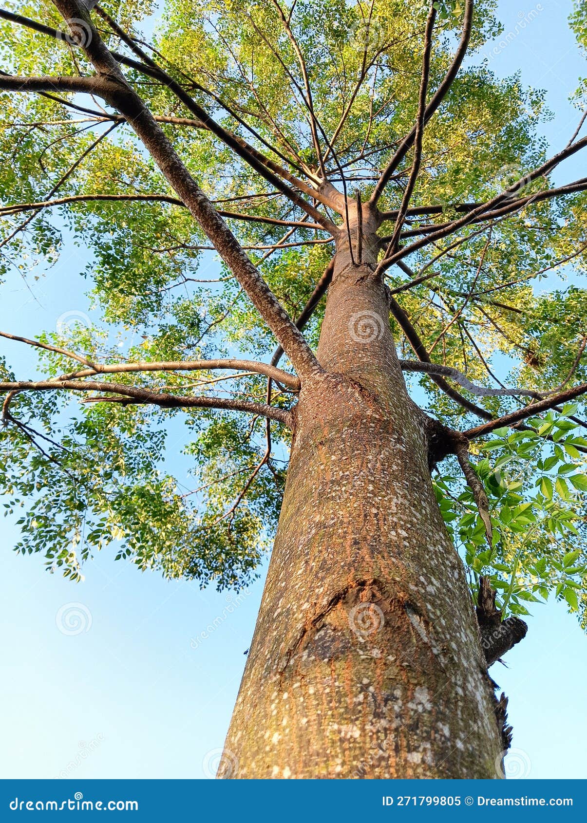 Strong Tree Trunk and Tree Branches are Many and Green Stock Image ...