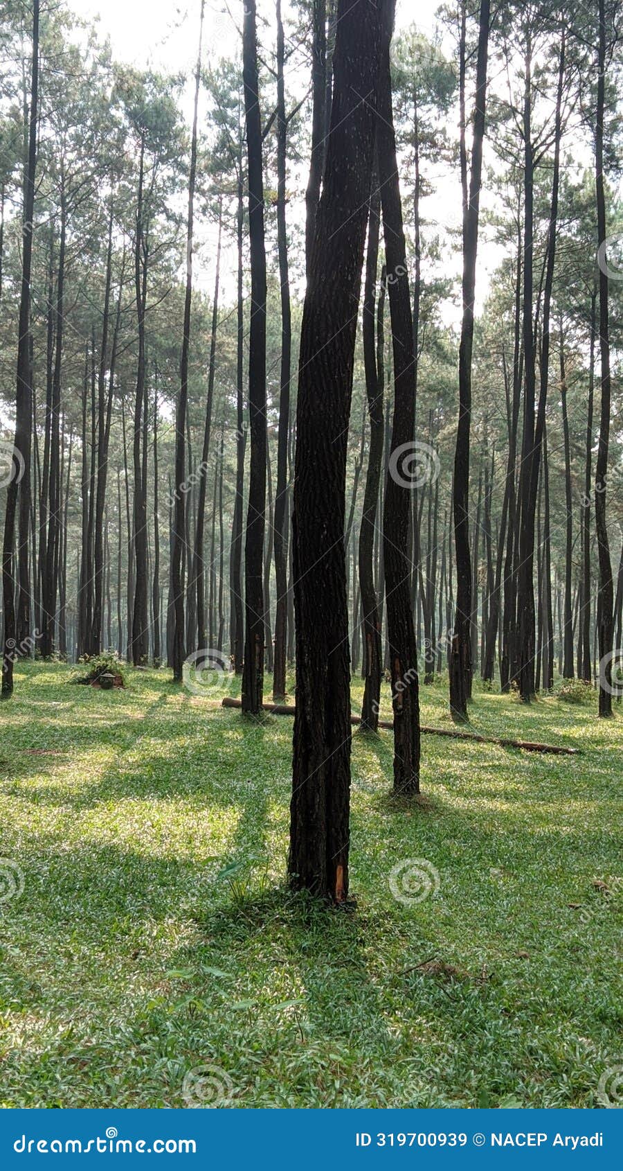 A Strong Tree Unites with the Ground Stock Image - Image of ample, tree ...