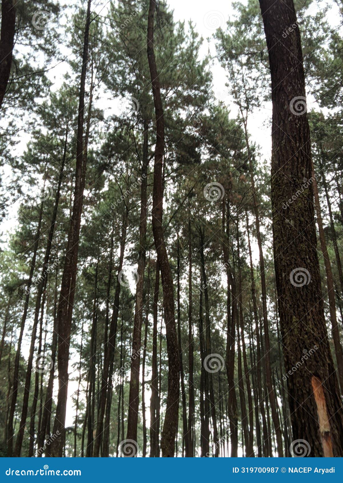 A Strong Tree Unites with the Ground Stock Image - Image of largest ...