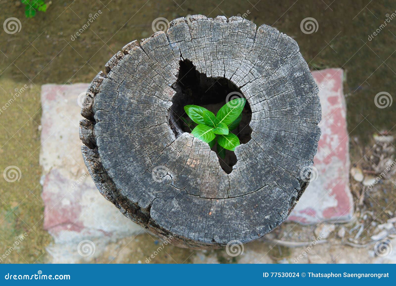 Strong Trees Grow Up in the Hollow of a Tree Stump. Stock Photo - Image ...