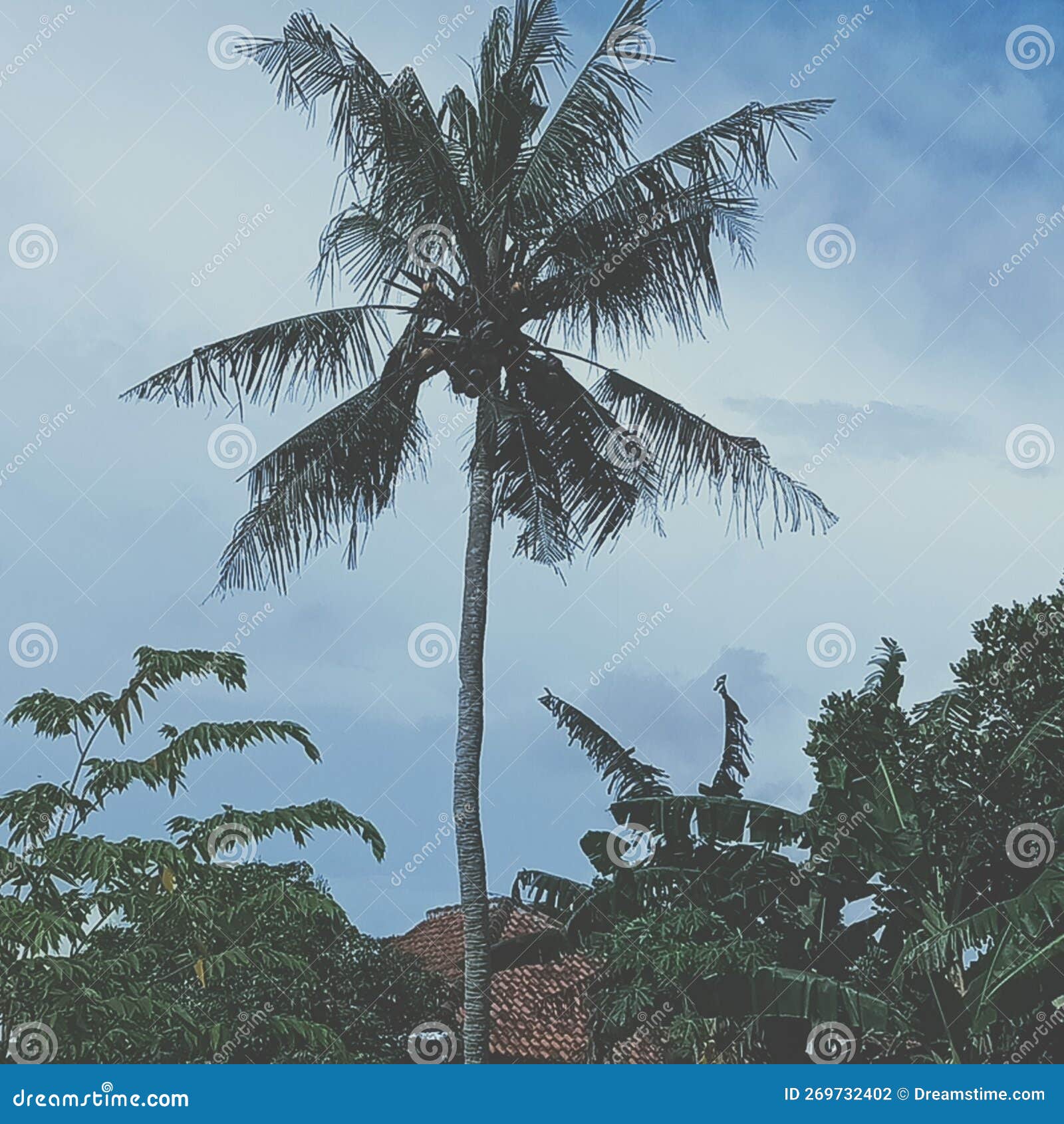 Strong upright tree stock photo. Image of upright, alone - 269732402