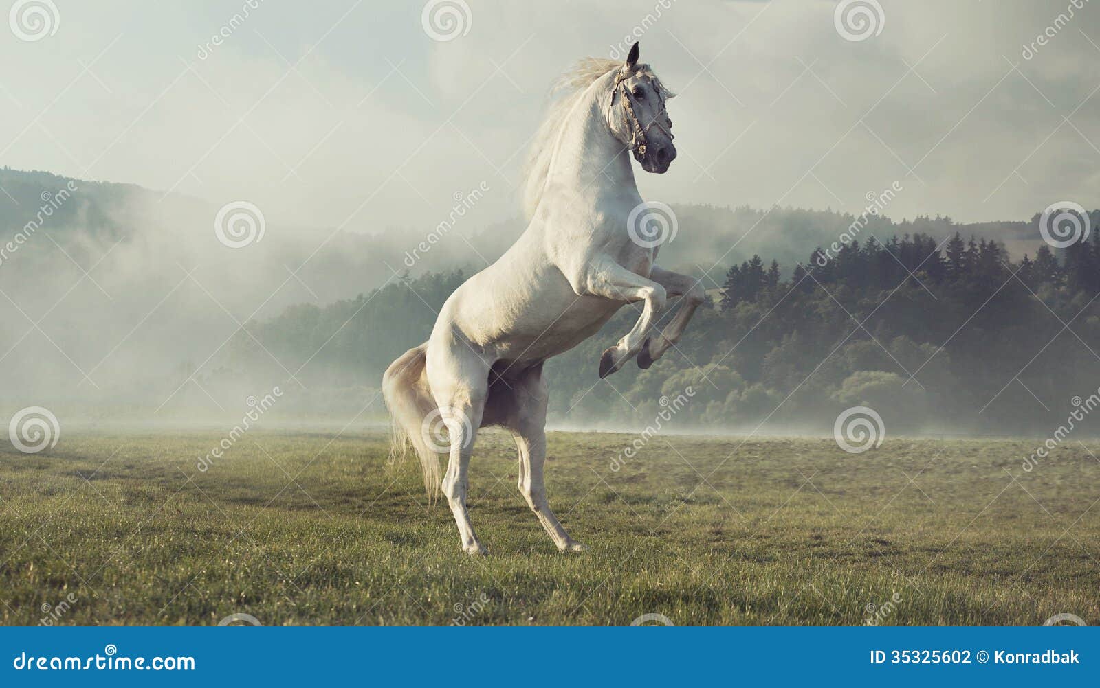 Strong White Horse on the Autumn Meadow Stock Photo - Image of forward ...