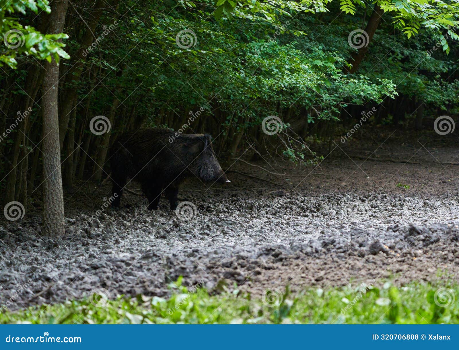 Strong wild boar stock photo. Image of animal, large - 320706808