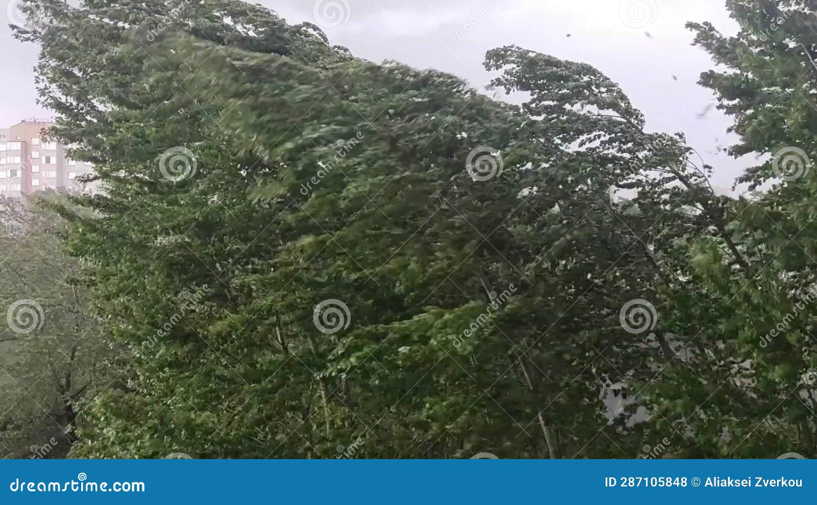 Strong Wind Bends and Breaks Trees in the Park before a Strong ...