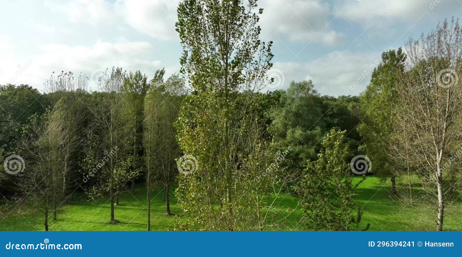 Wind in the trees stock video. Video of trees, aerial - 296394241