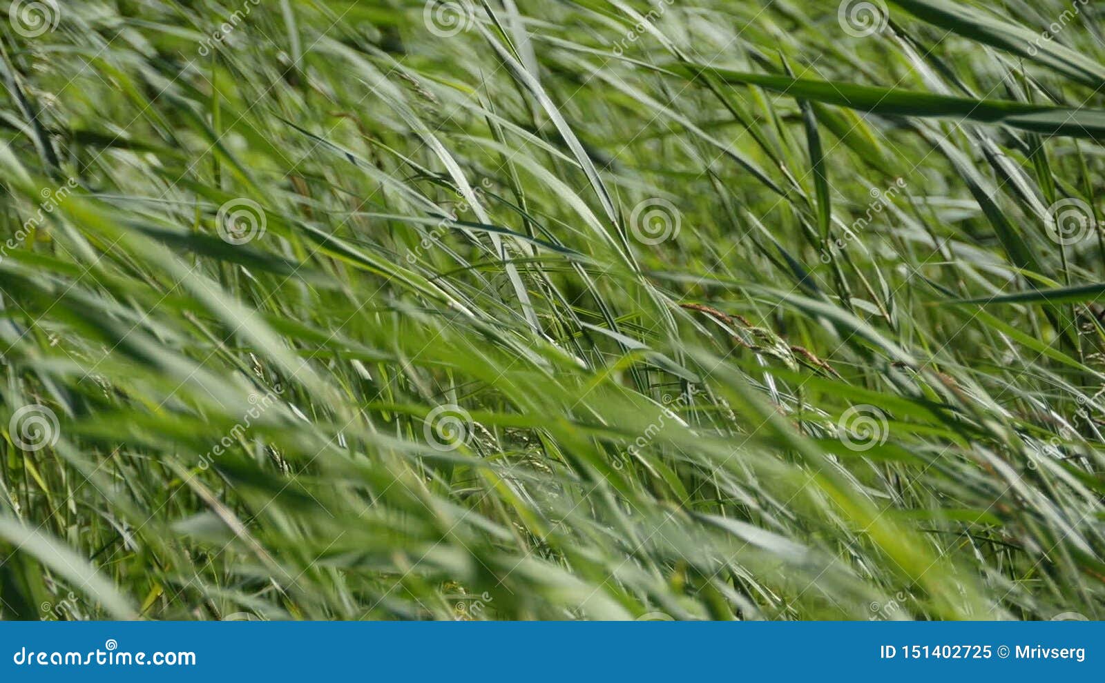 A strong wind blowing stock video. Video of nature, strong - 151402725