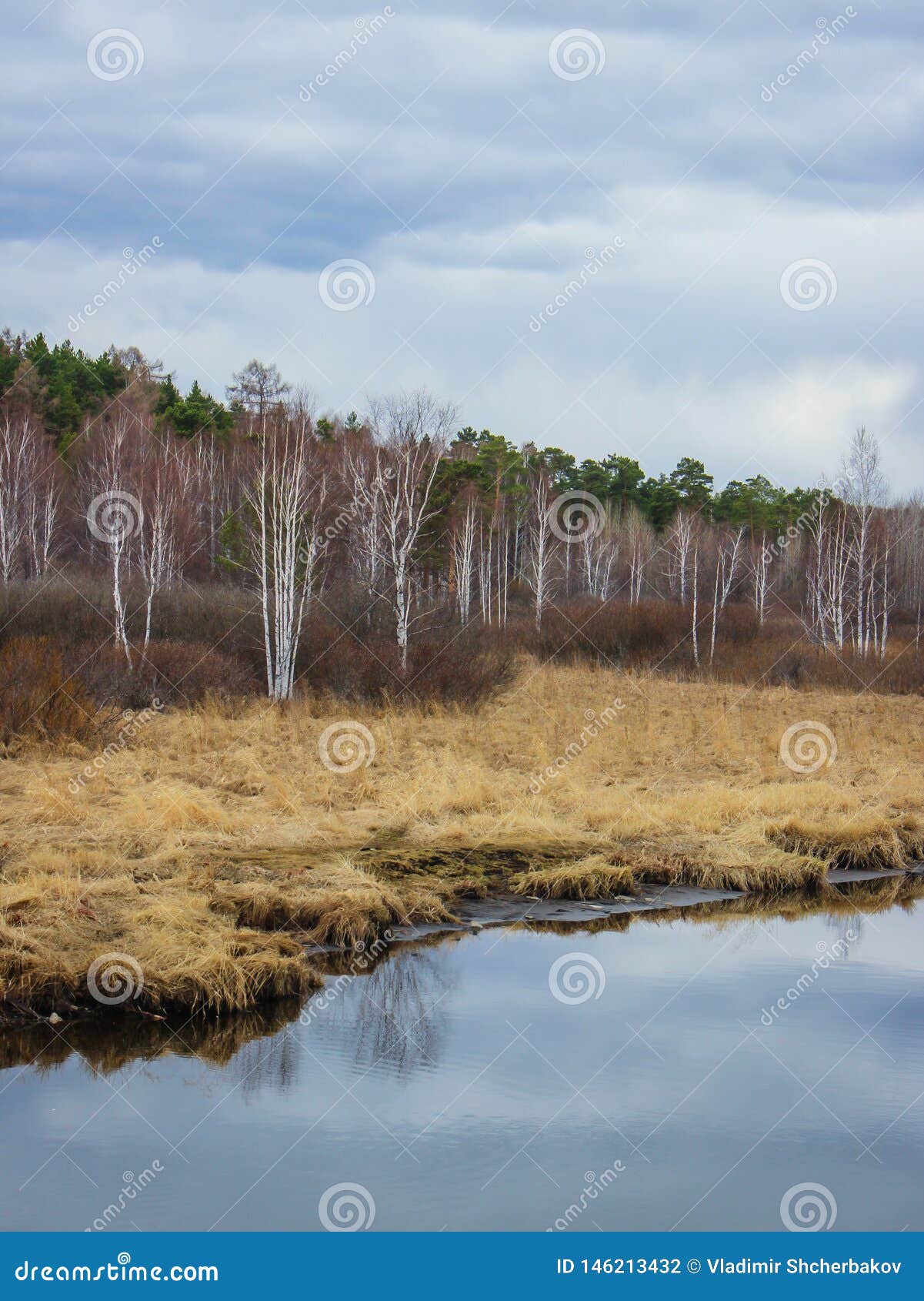 A Strong Wind is Blowing and it is Snowing, the Branches of the Trees ...