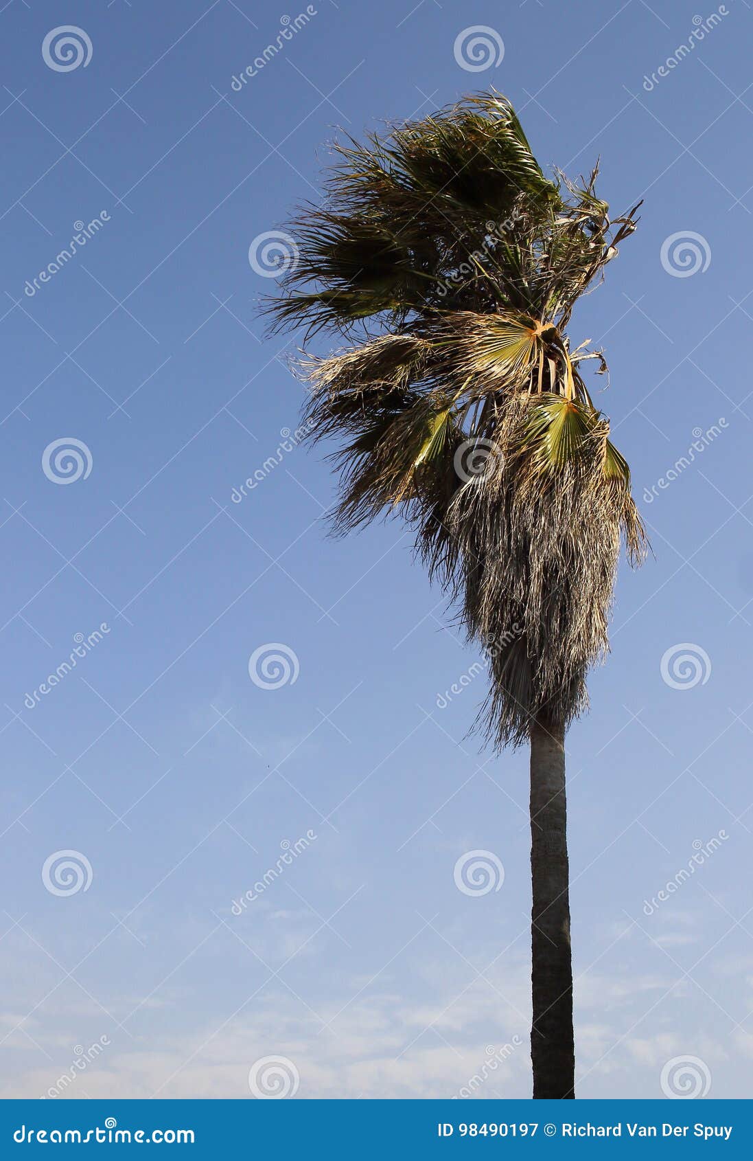 Strong Wind Trees