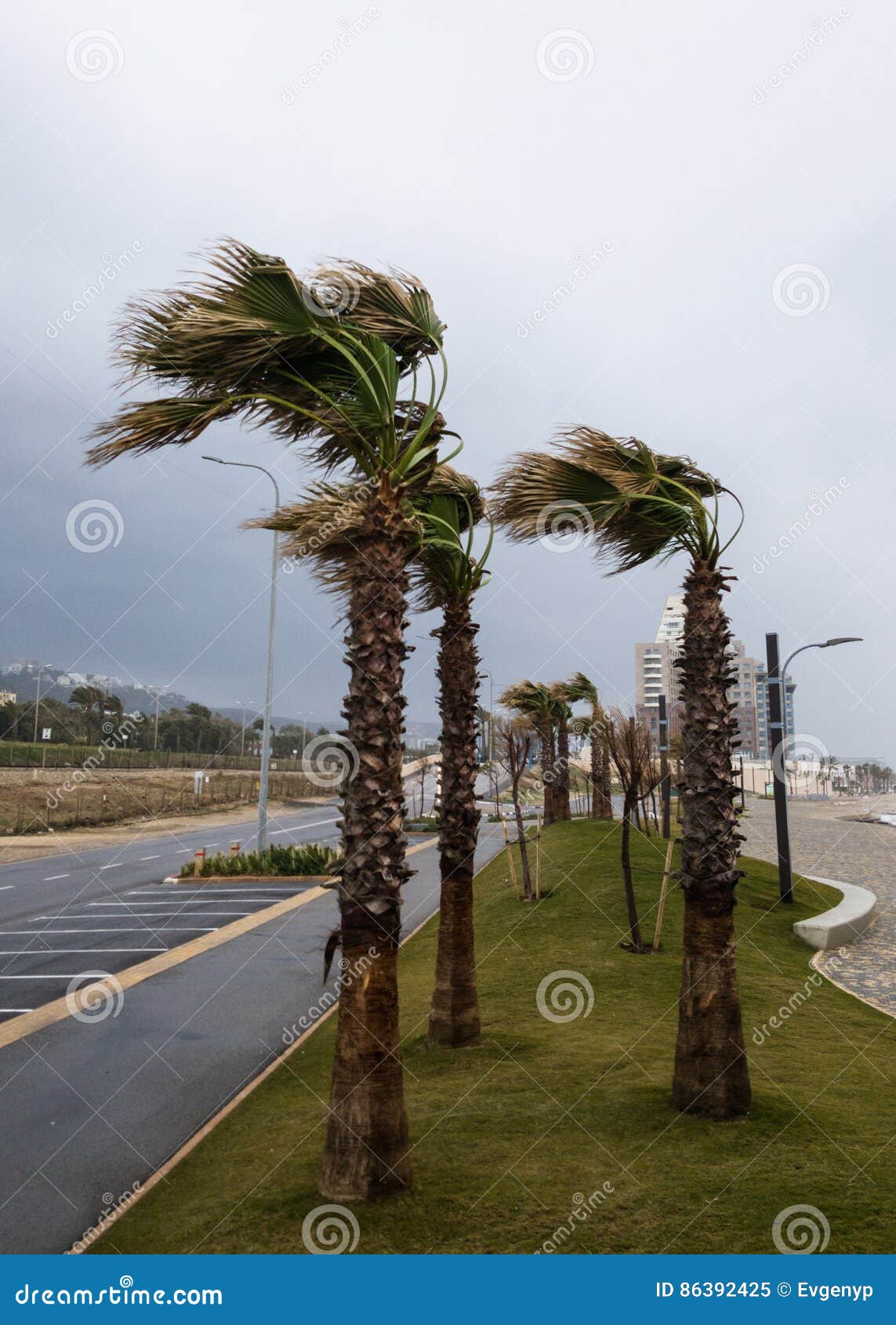 Strong Wind Blows from the Sea and Bends Palms on the Coast Stock Image ...
