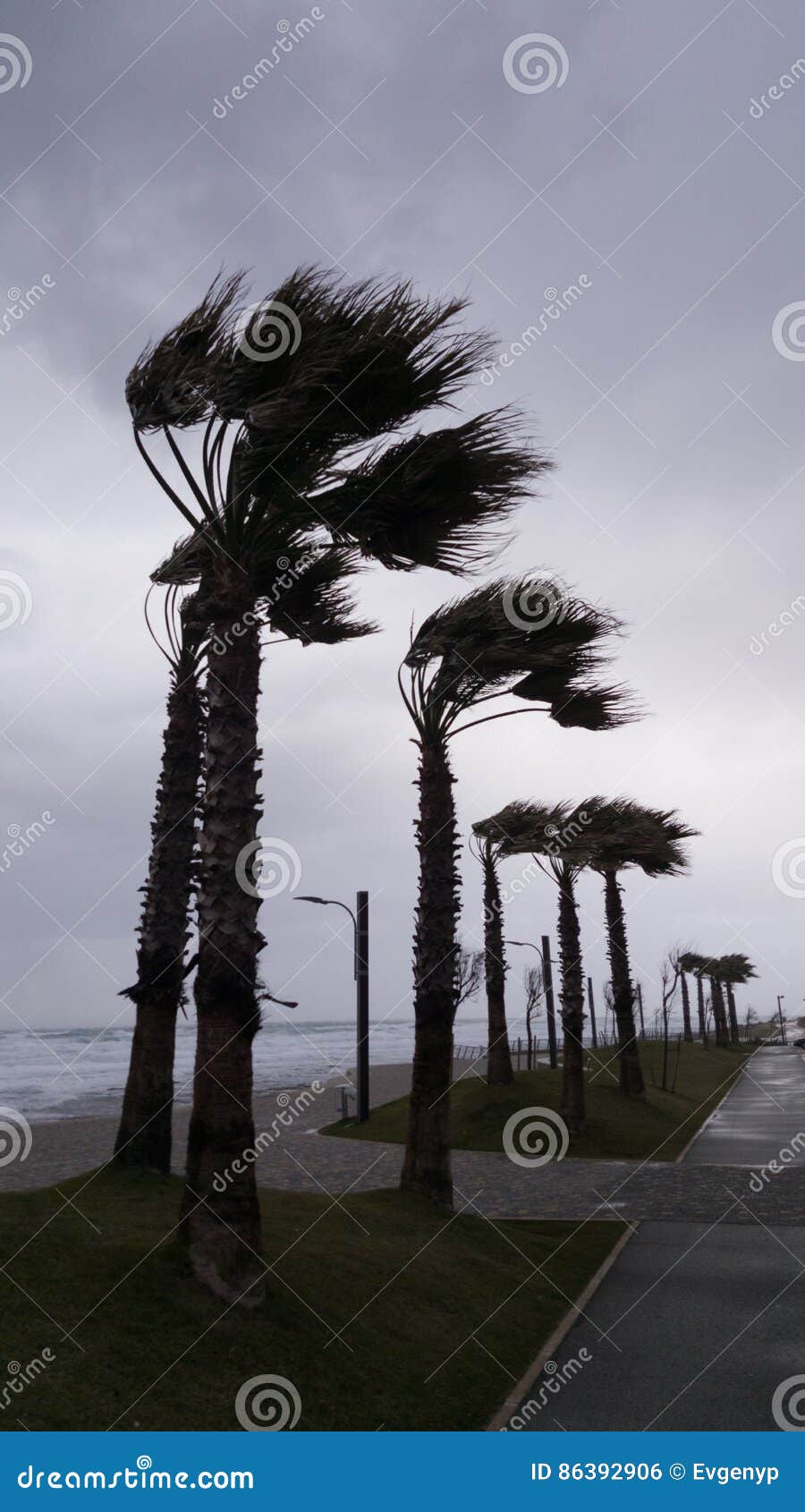 Strong Wind Blows from the Sea and Bends Palms on the Coast Stock Photo ...