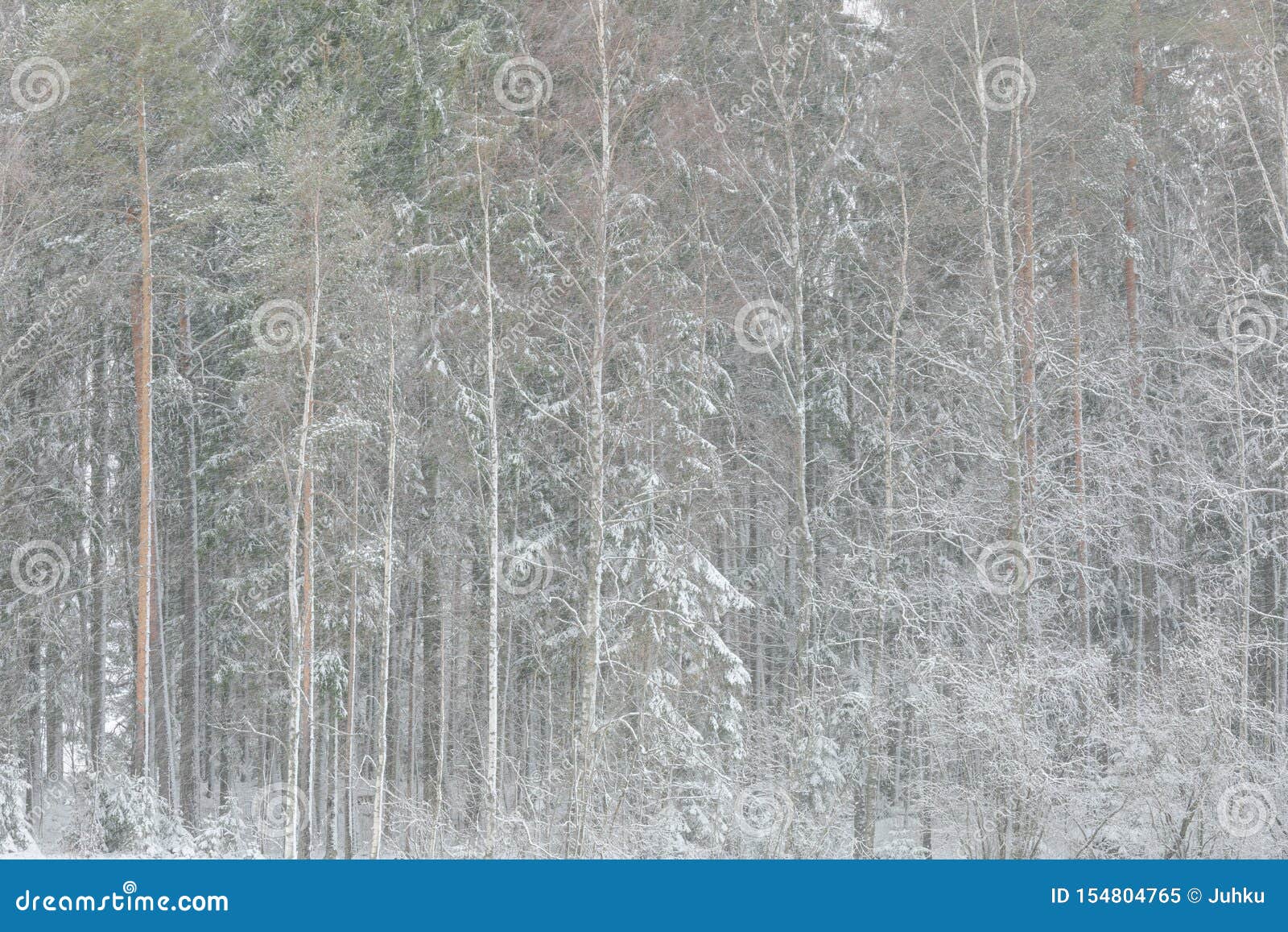 Strong Wind and Heavy Snowfall Blizzard in Forest Stock Image - Image ...