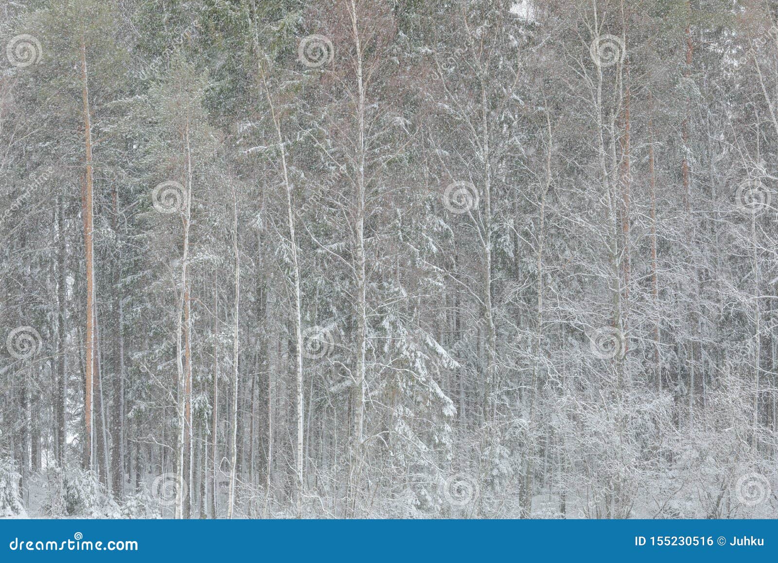 Strong Wind and Heavy Snowfall Blizzard in Forest Stock Photo - Image ...