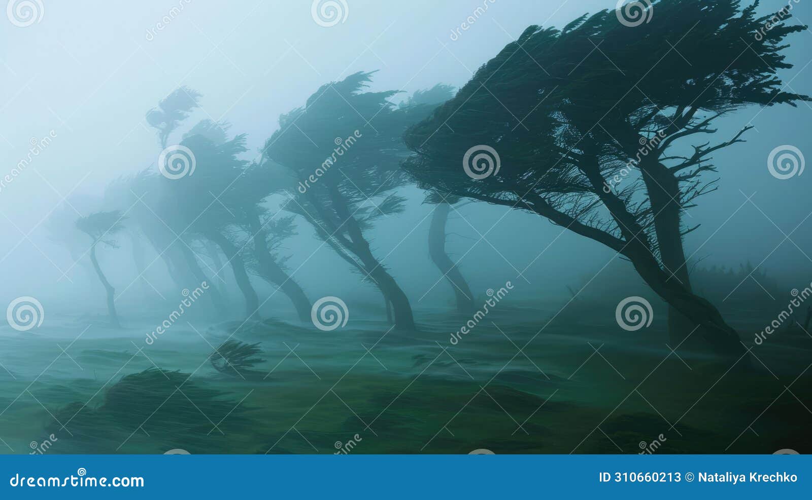 Strong Wind and Hurricane, Trees Bend Under the Force of the Wind ...