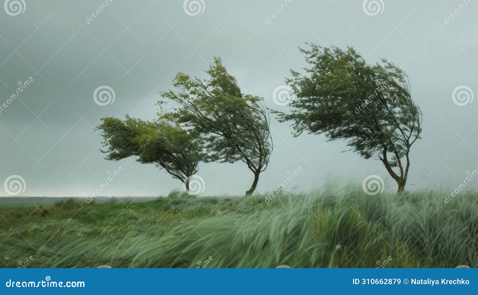 Strong Wind and Hurricane, Trees Bend Under the Force of the Wind ...