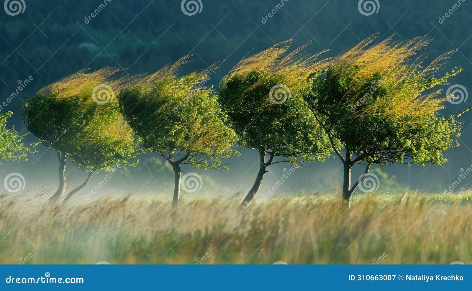 Strong Wind and Hurricane, Trees Bend Under the Force of the Wind ...