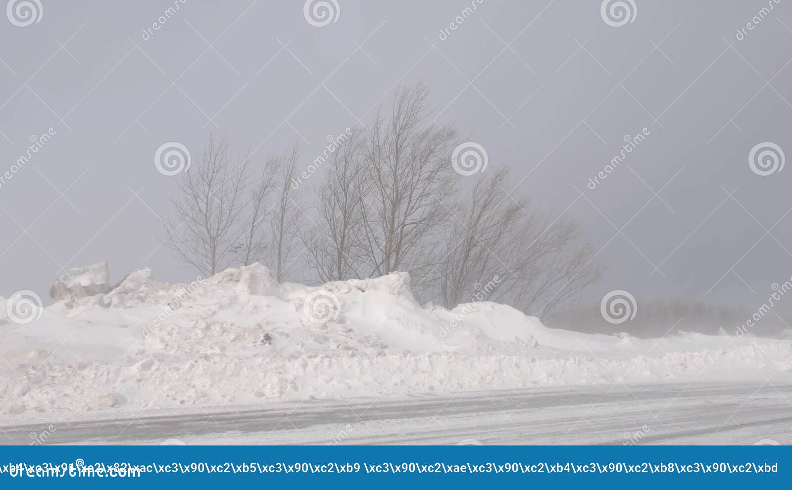 Strong wind with snow. stock footage. Video of trees - 254087366