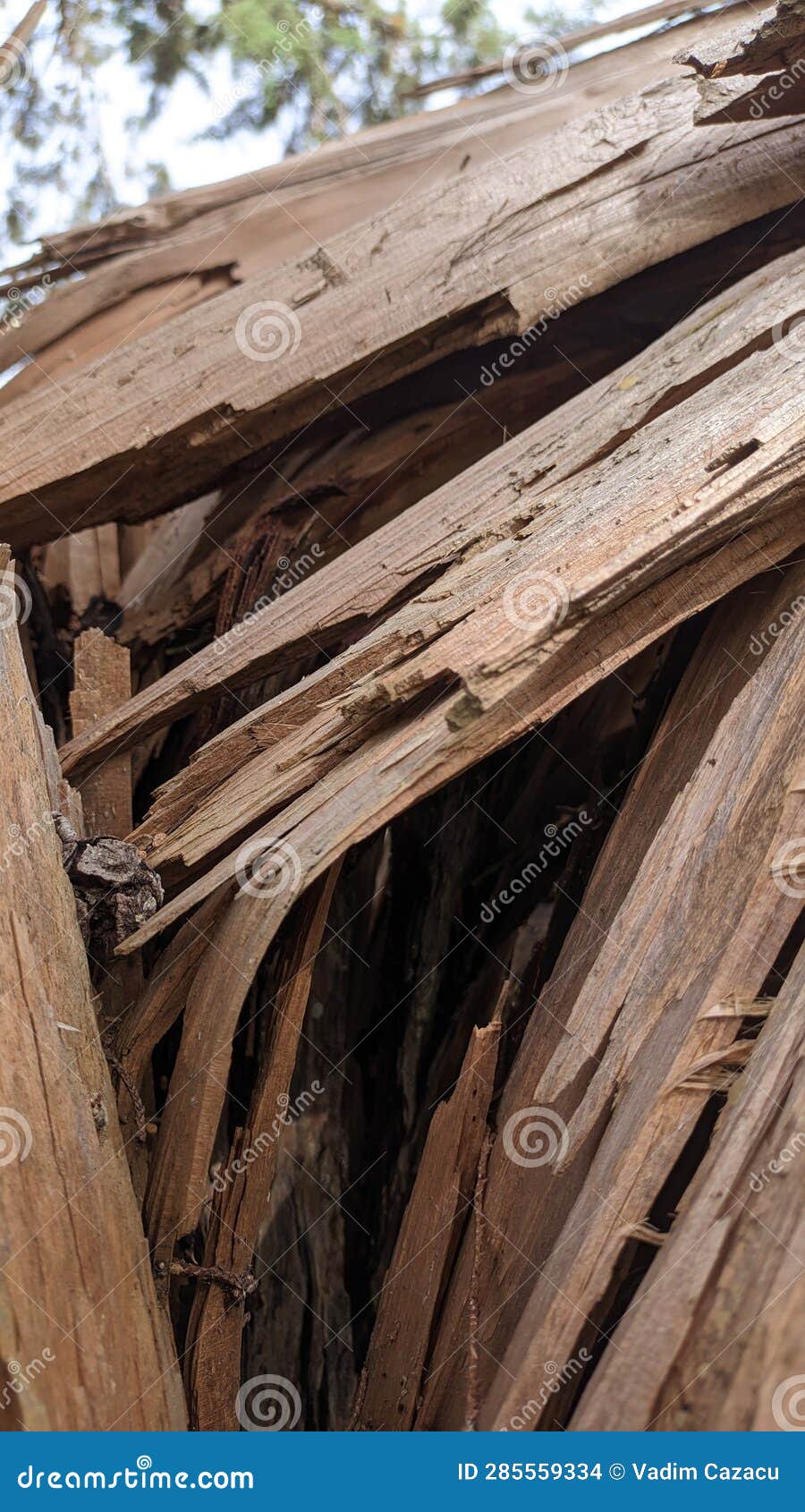 From the Strong Wind, the Thick Tree Cracked and Fell To the Ground ...