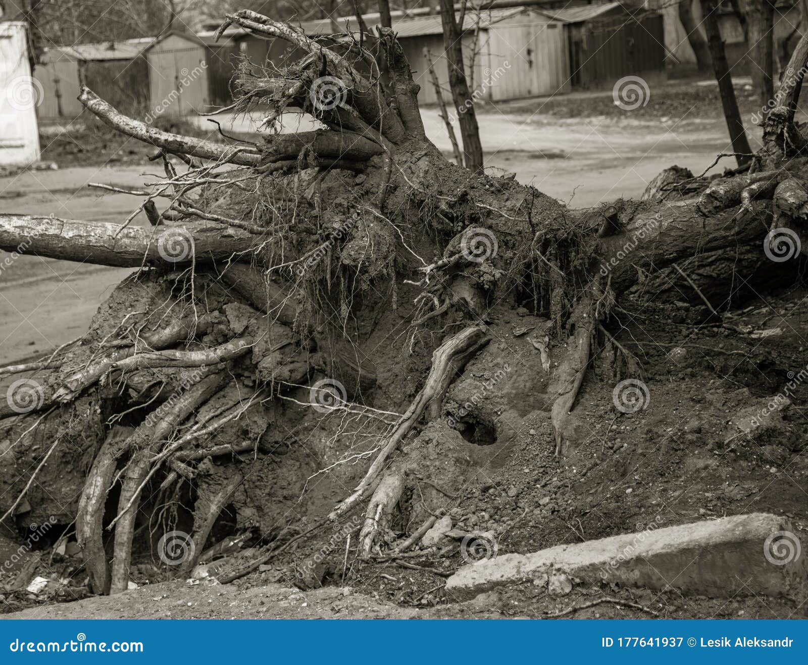 A Strong Wind Tore Trees at the Roots from the Ground. Broken Tree ...