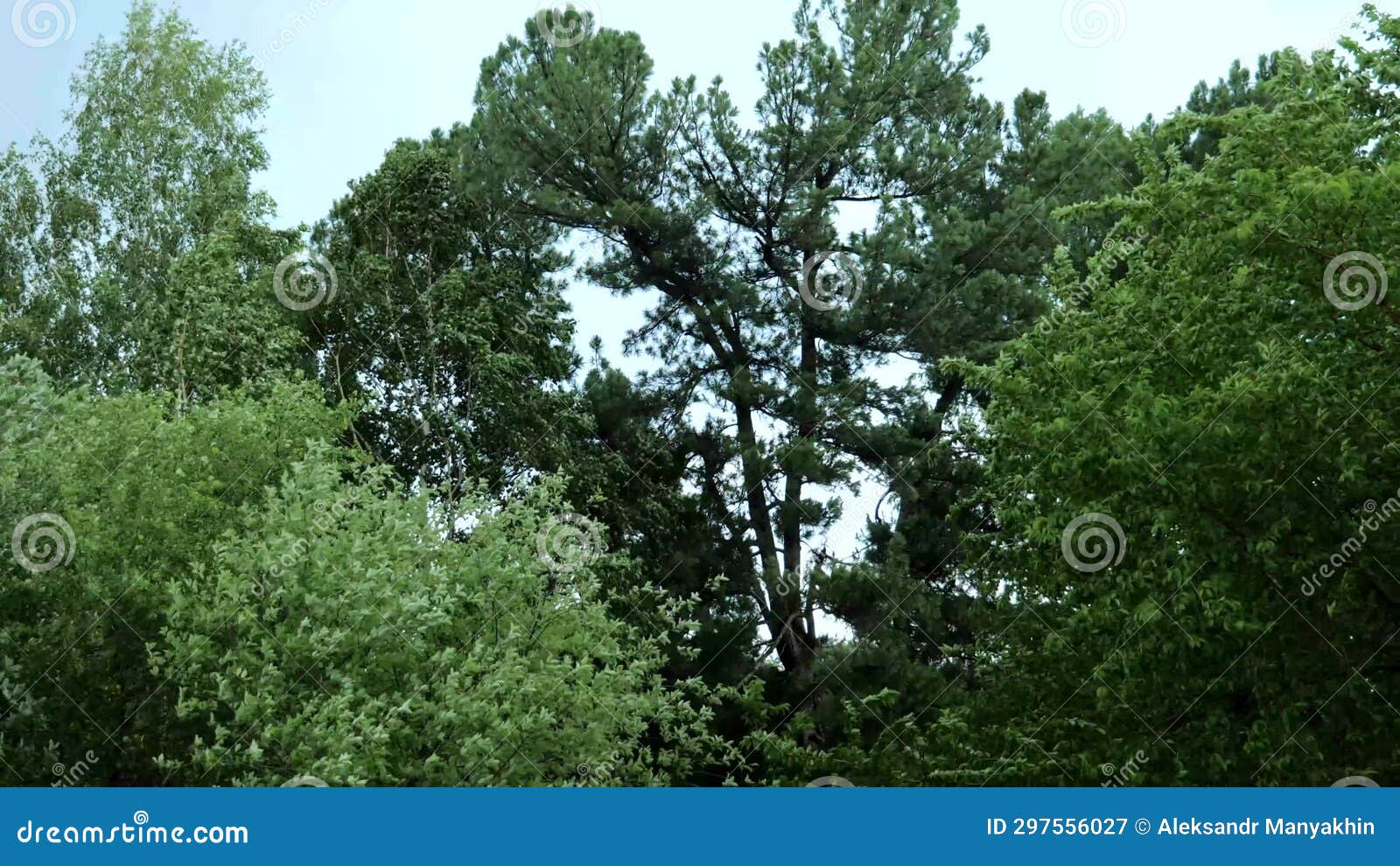 Strong Wind. Trees Flutter in the Wind. Stock Video - Video of light ...