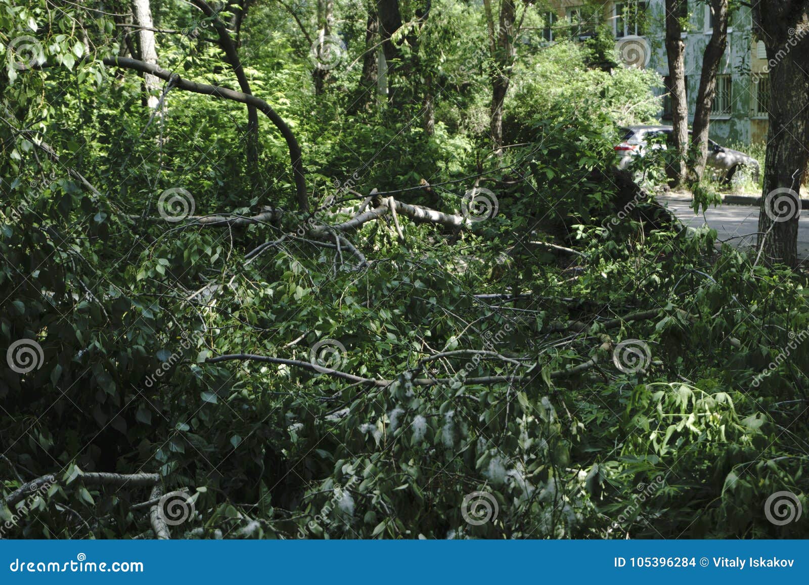 Strong Winds Knocked Over Trees, Down the Hall. Stock Photo - Image of ...