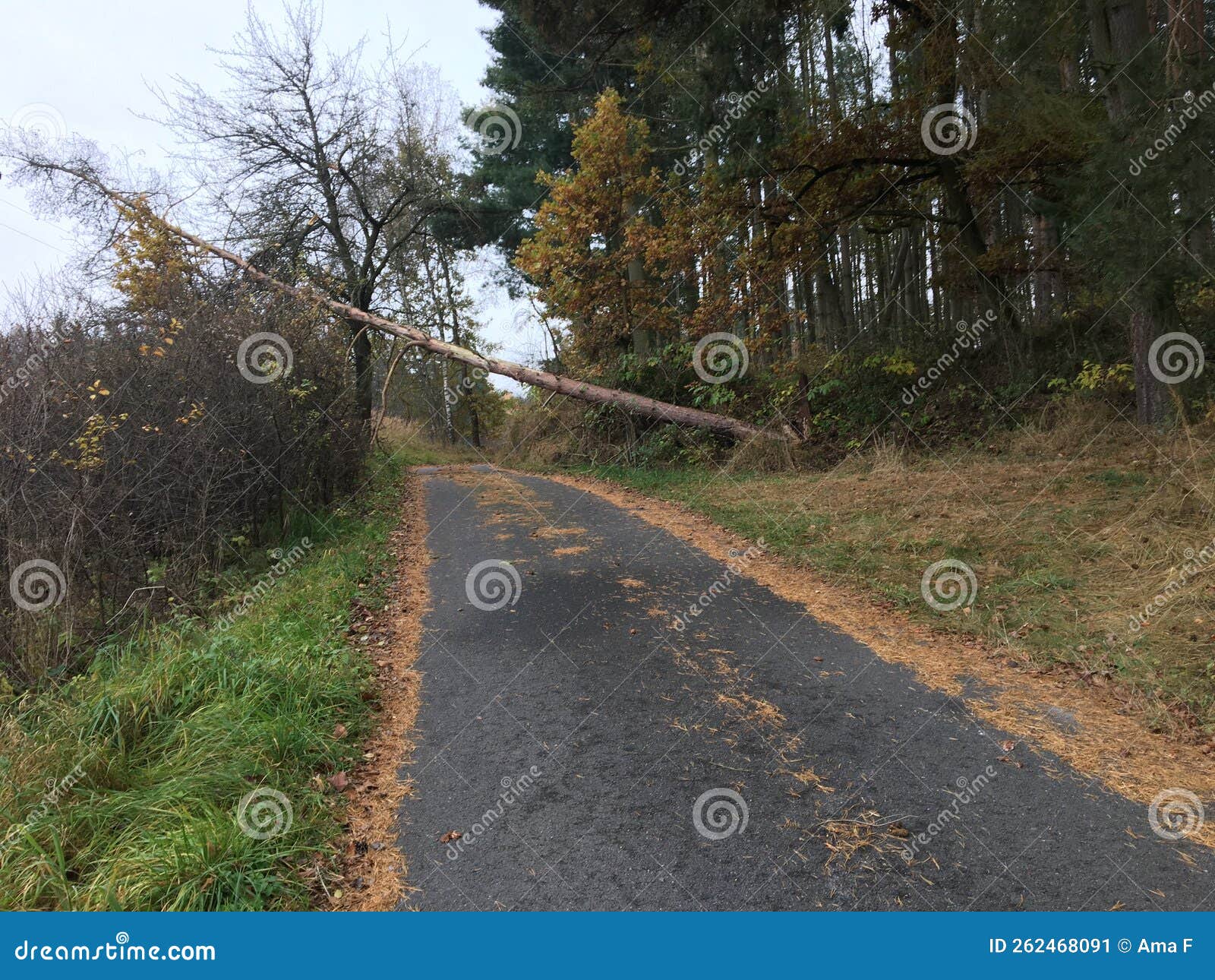 The Obstacle on the Way is a Fallen Tree. Stock Image - Image of ...