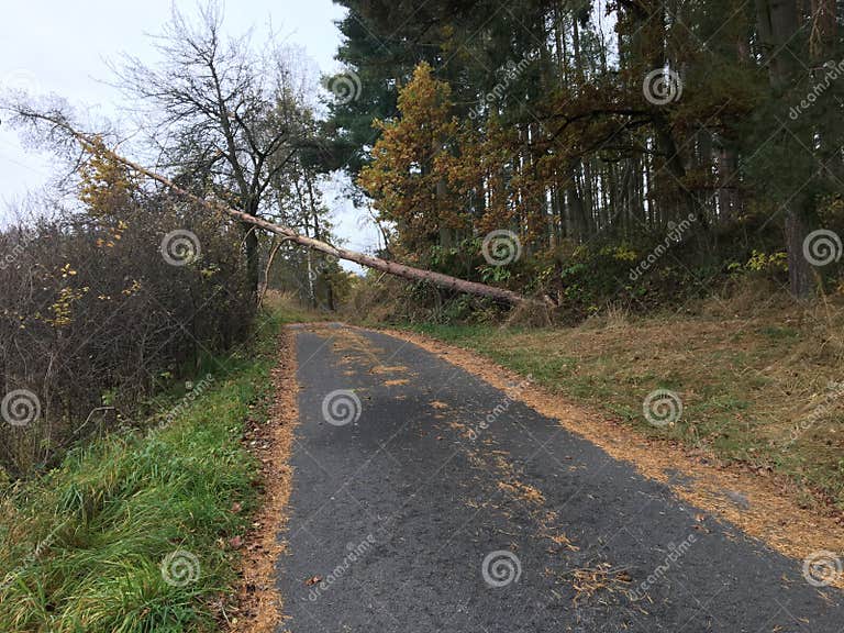 The Obstacle on the Way is a Fallen Tree. Stock Image - Image of ...