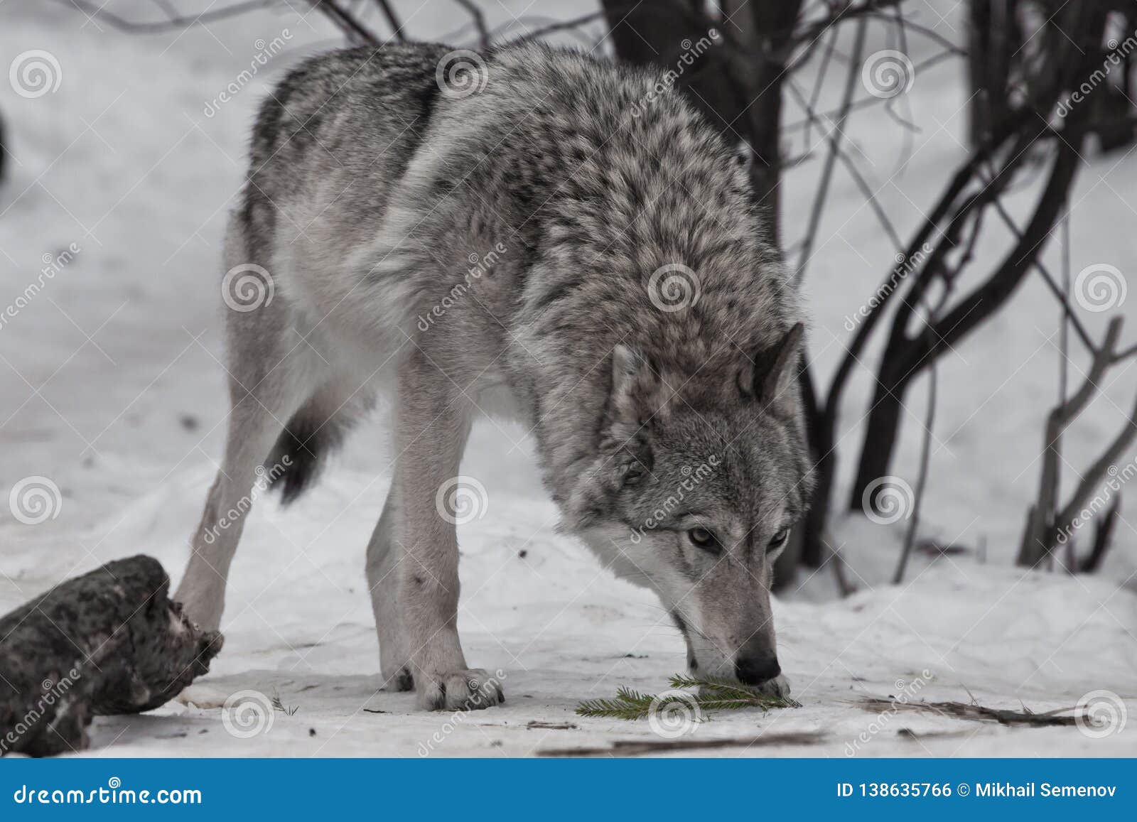 A Strong Wolf in a Typical Wolf Posture Sniffs a Snow Wolf while ...