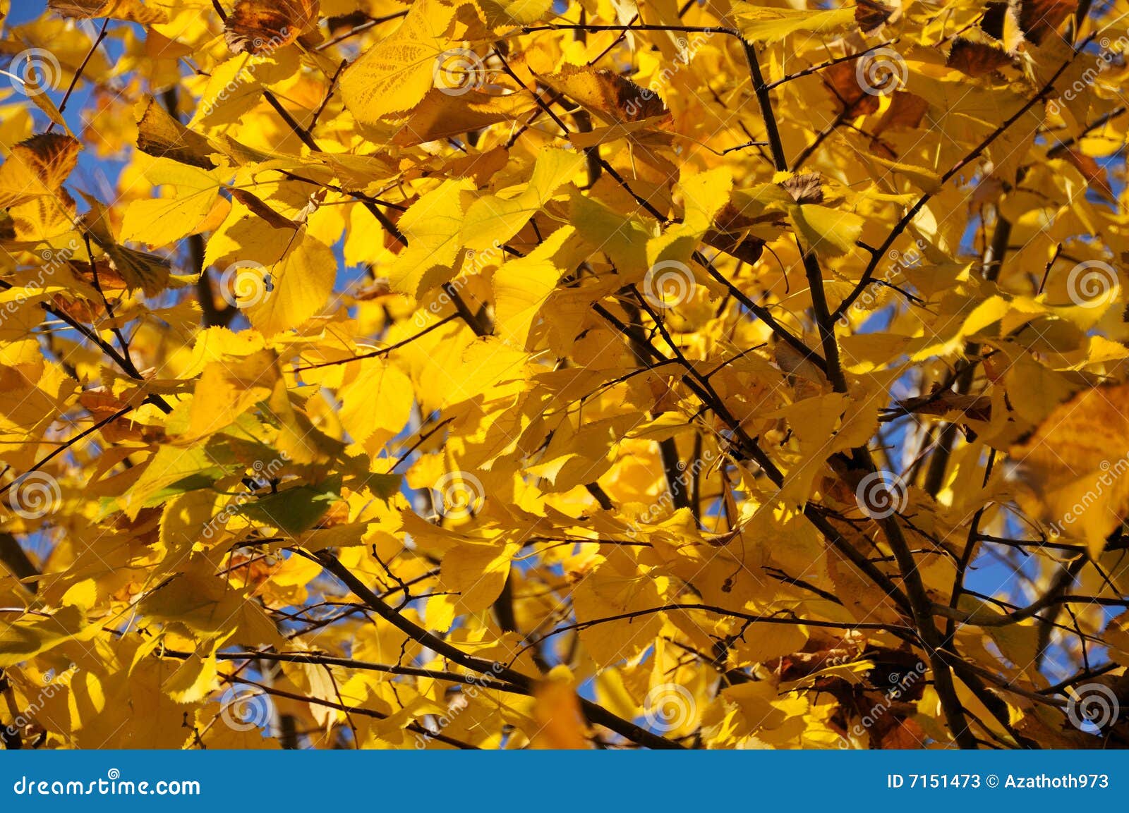 Strong Yellow Fall Color stock image. Image of vivid, saturated - 7151473