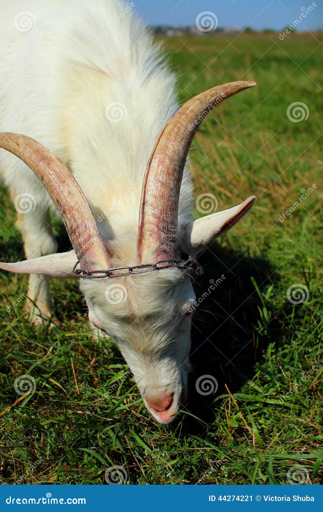 Strong young goat horns stock image. Image of white, fluffy - 44274221
