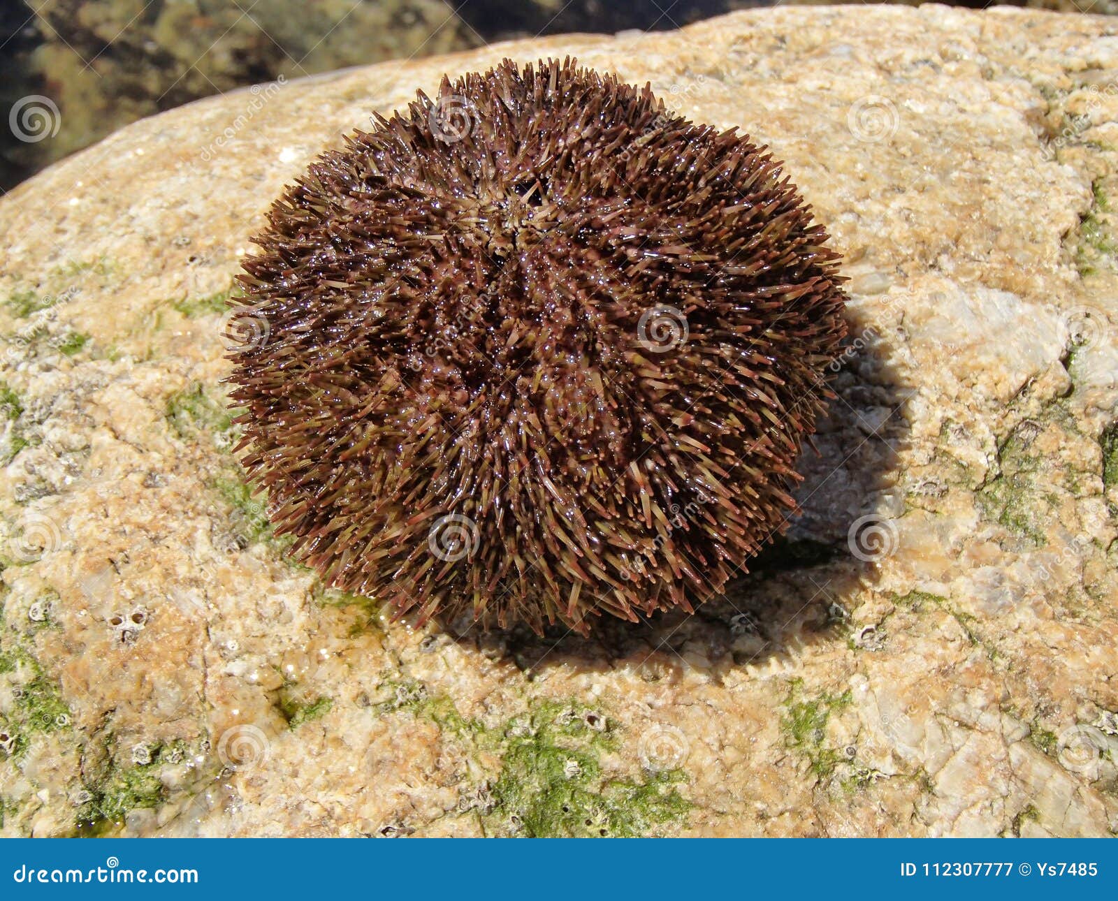 Strongylocentrotus Intermedius Del Riccio Di Mare Immagine Stock ...