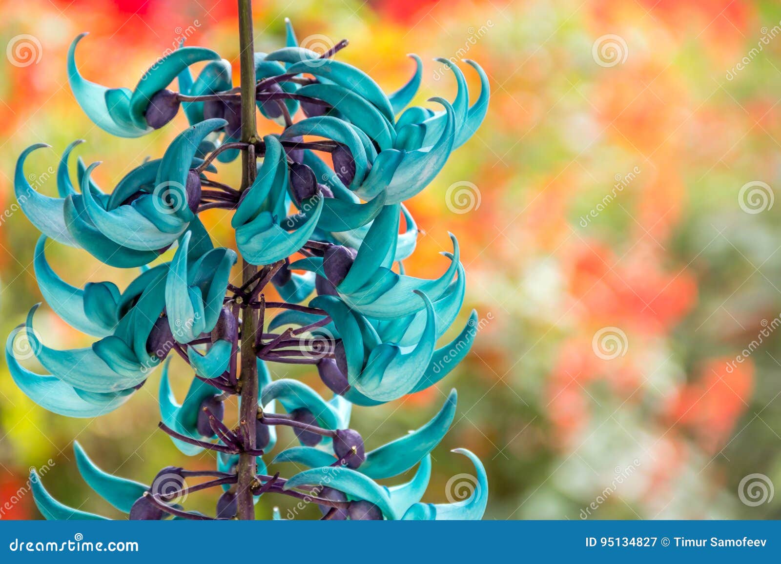 Strongylodon Macrobotrys A. Gray Stock Photo | CartoonDealer.com #218029974