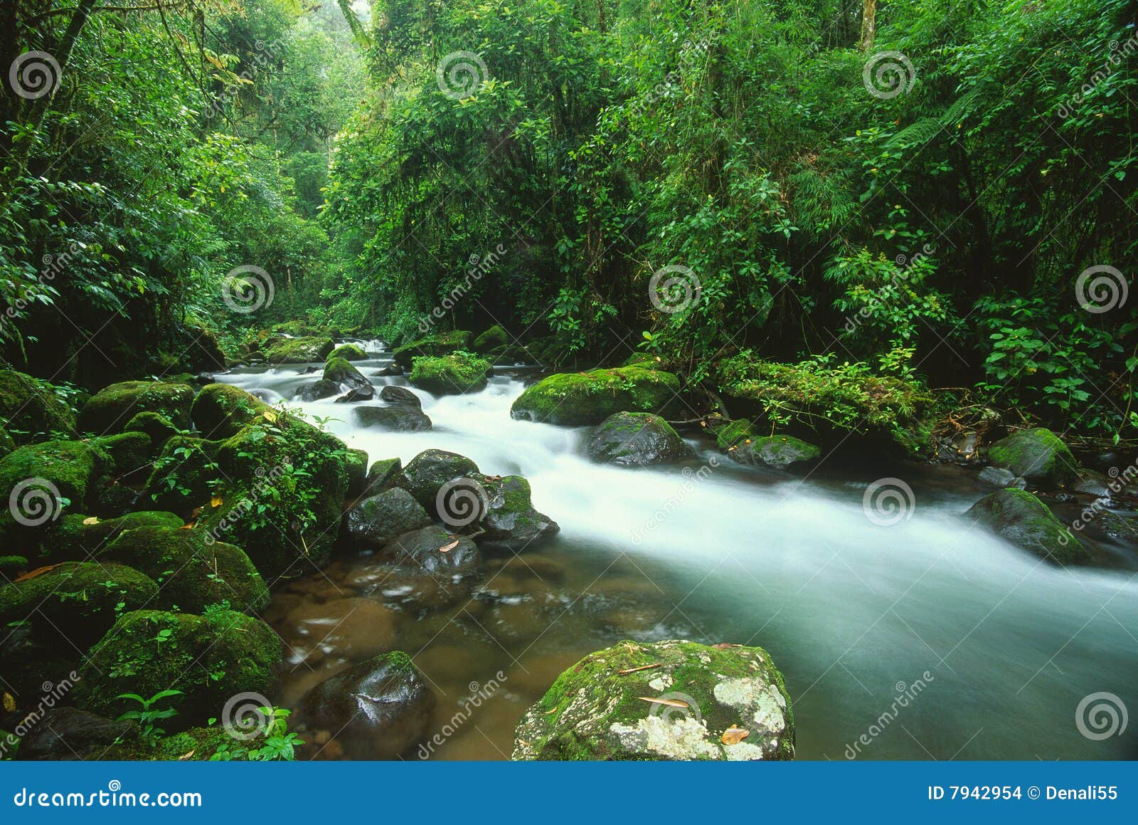 Stroom in Regenwoud, Costa Rica Stock Foto - Image of tropisch, dicht ...