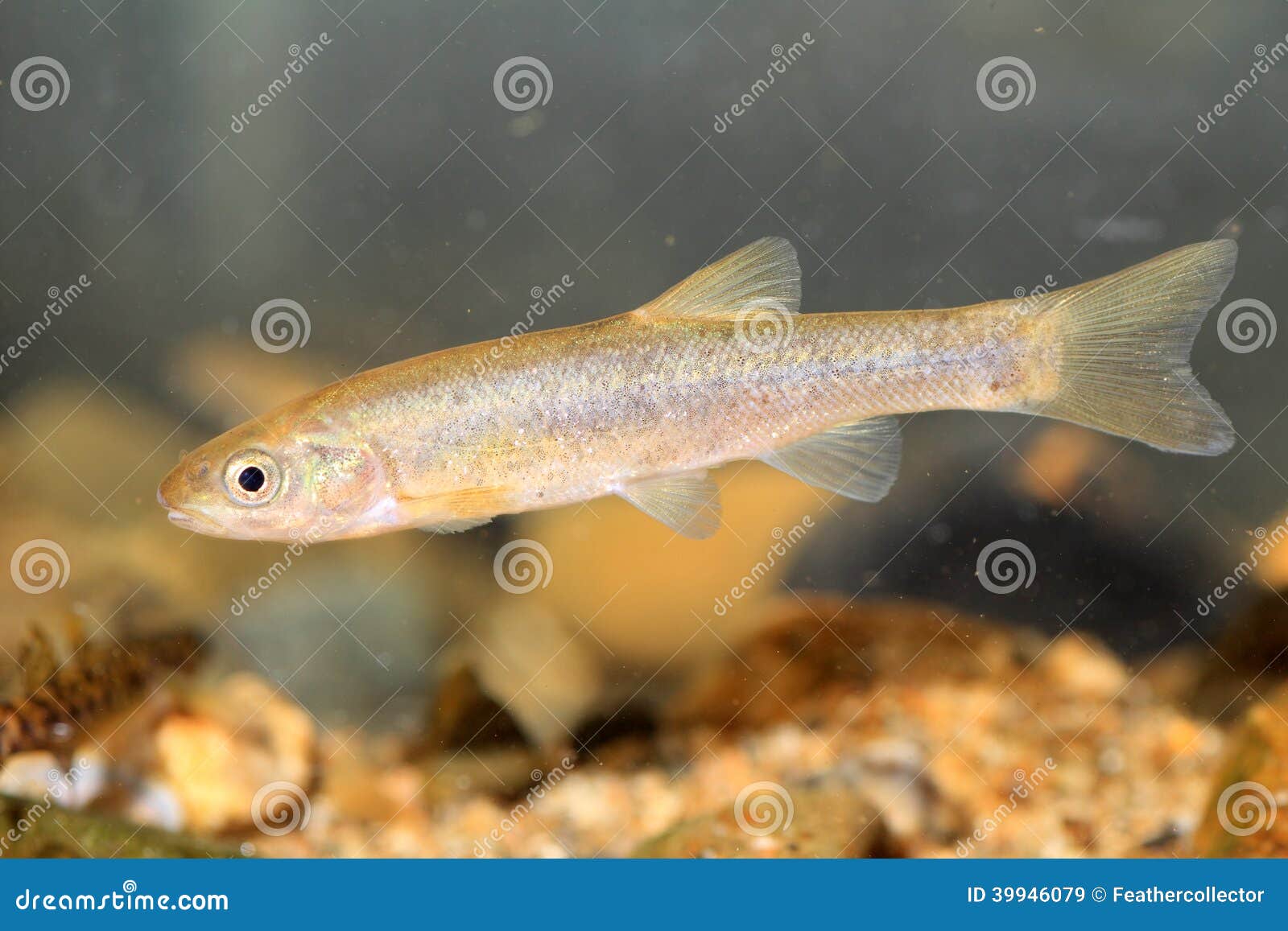 Stroomopwaartse Vette Witvis Stock Afbeelding - Image of wild, rivier ...